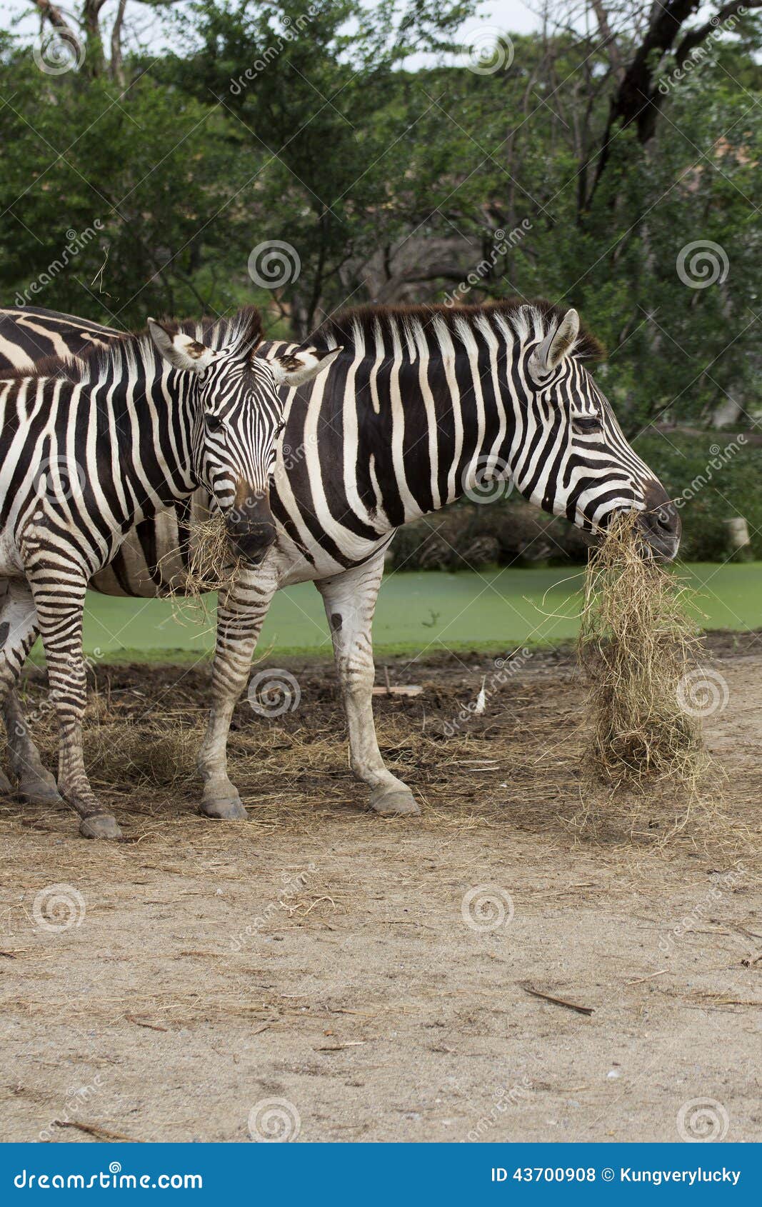 African Zebra eating grass stock photo. Image of nature - 43700908