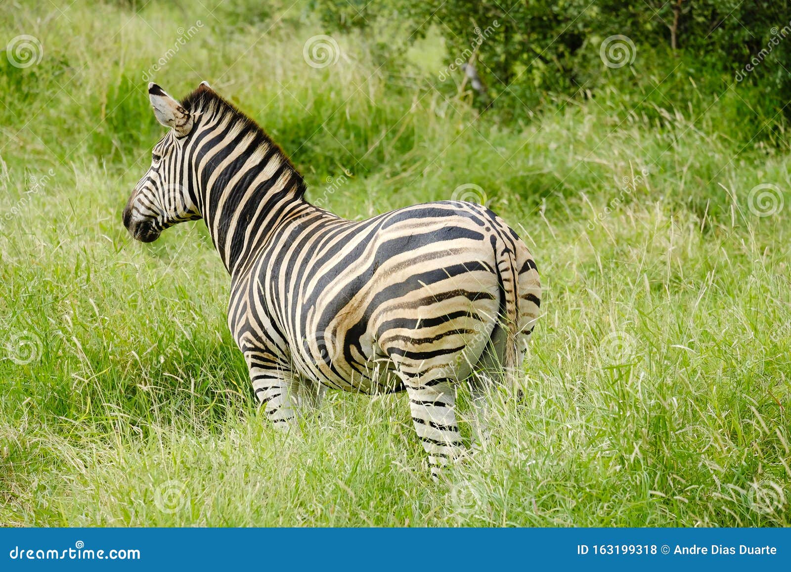 African Zebra Grazing in the Wild Stock Photo - Image of african, black ...