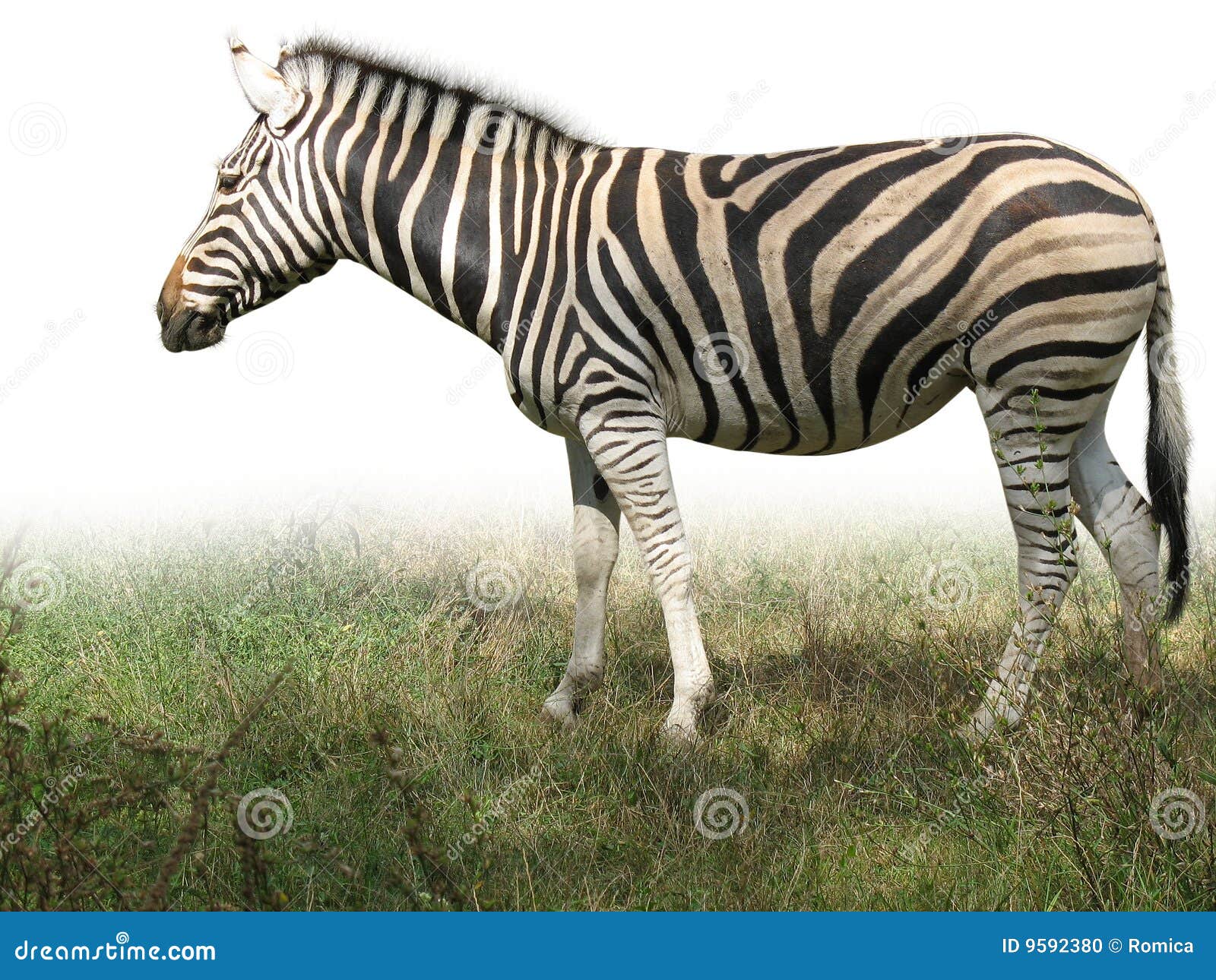 African Zebra on Green Grass Isolated Stock Photo - Image of africa ...