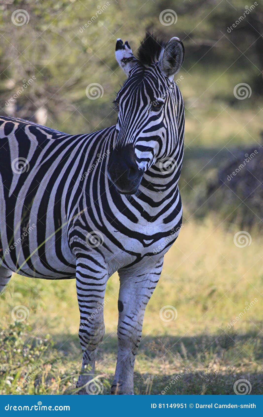 African Zebra Standing at Sunset Stock Image - Image of reserve, common ...