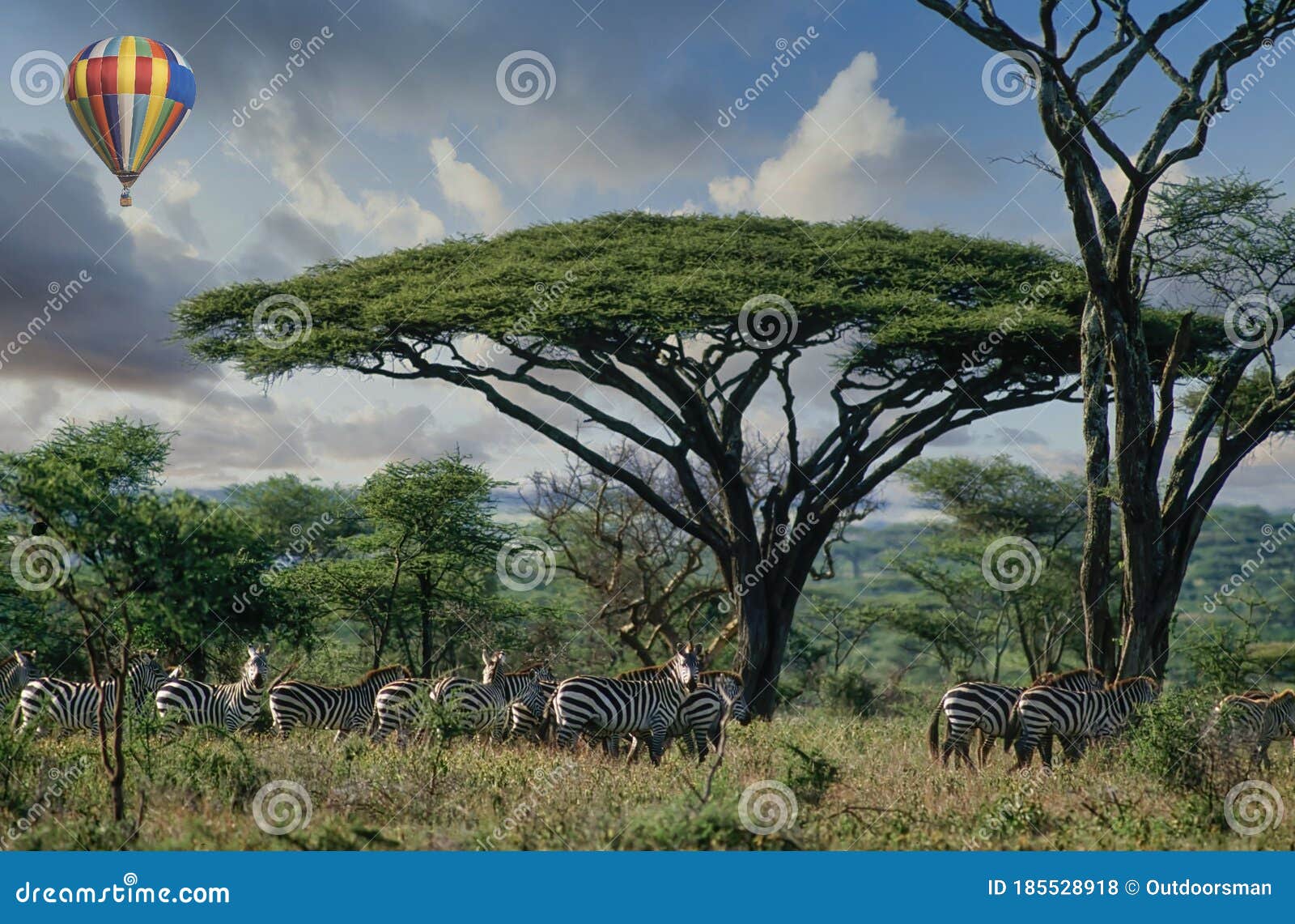 African Zebra Under Acacia Tree Stock Photo - Image of zebra, wildlife ...