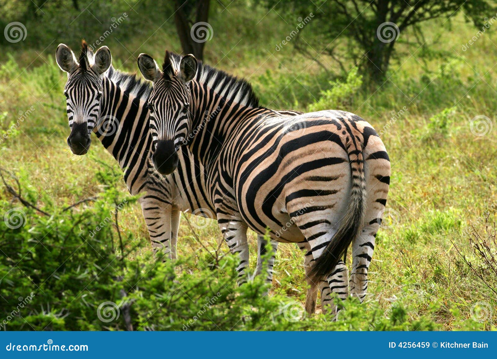 African Zebras stock image. Image of zebra, game, wild - 4256459