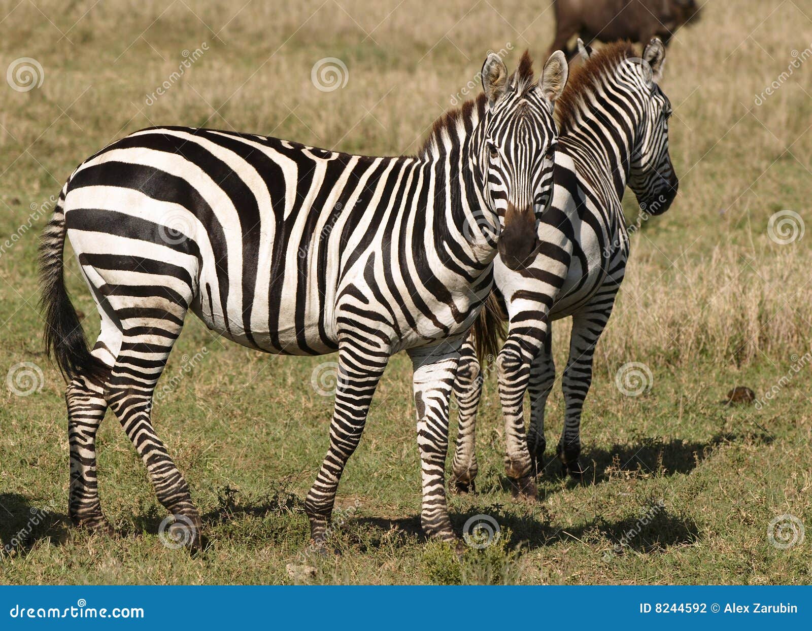African zebras stock photo. Image of black, national, manyara - 8244592