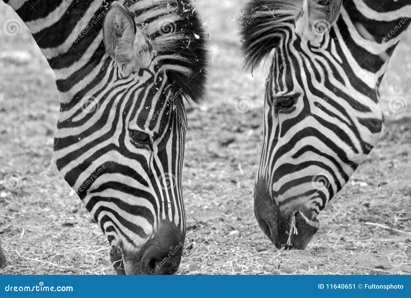 African Zebras Feeding stock image. Image of mammal, conservation ...