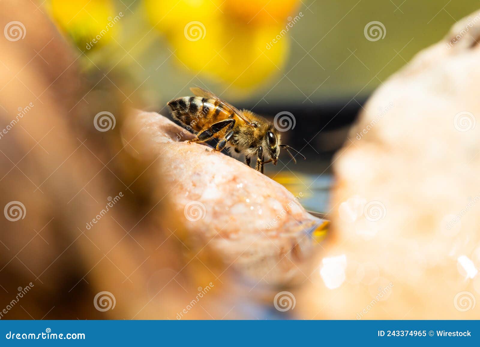 Africanized Bee Worker & X28;also Known As the Africanized Honey Bee or ...