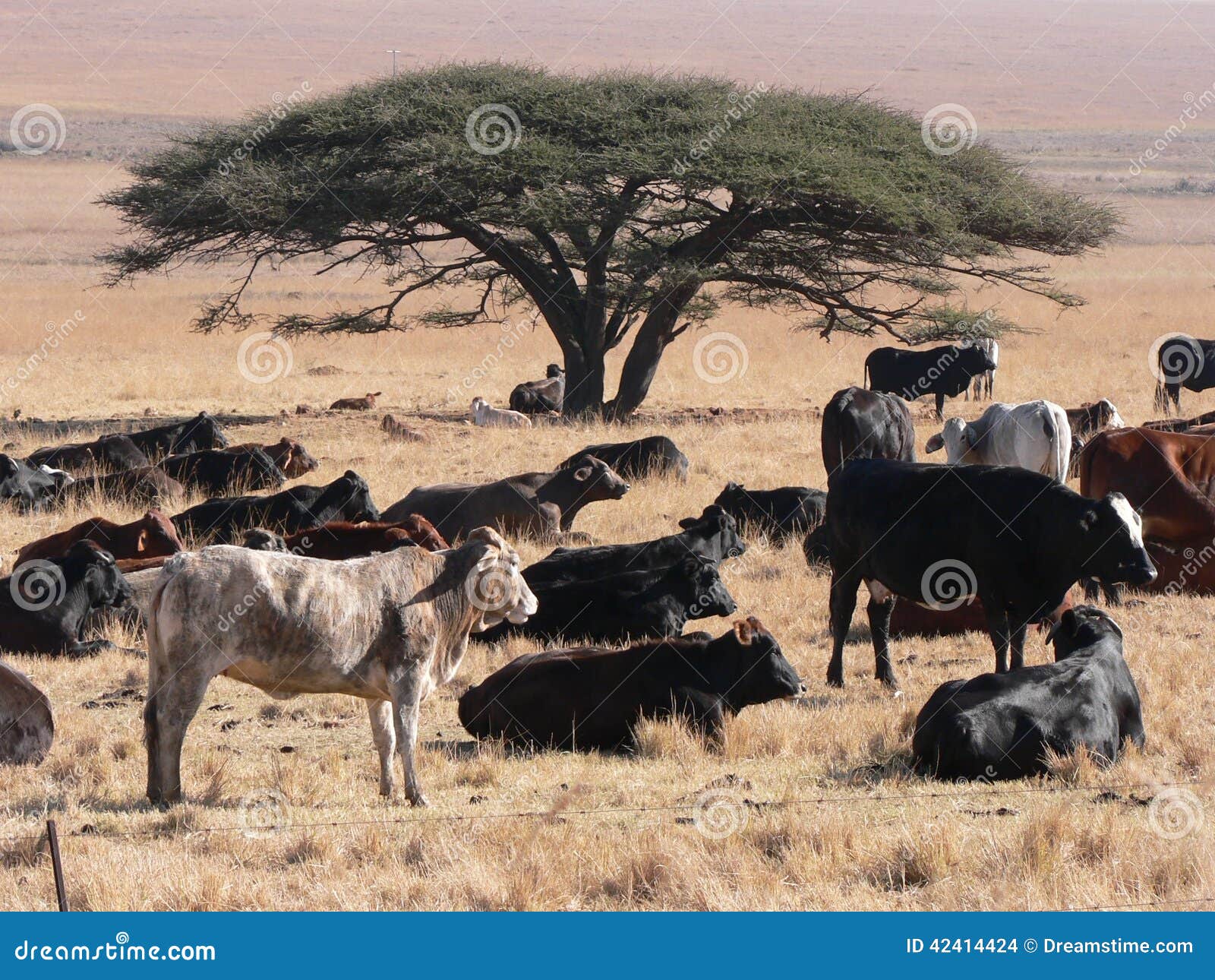 Africano Cattel foto de stock. Imagem de grama, prado - 42414424