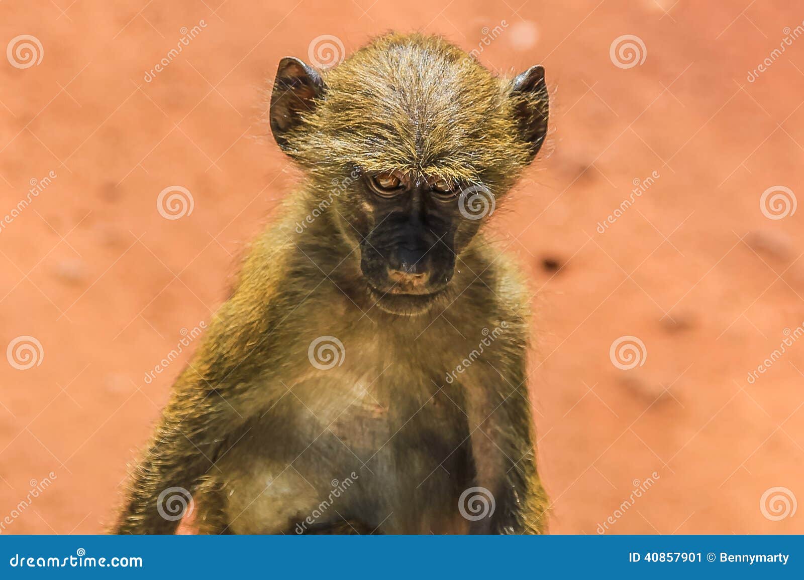 Africano del mono imagen de archivo. Imagen de primer - 40857901