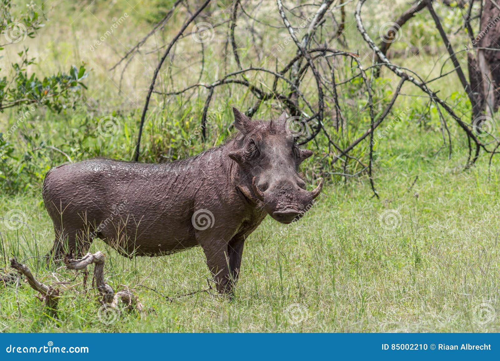 Africanus Comune Del Phacochoerus Di Facocero Fotografia Stock ...