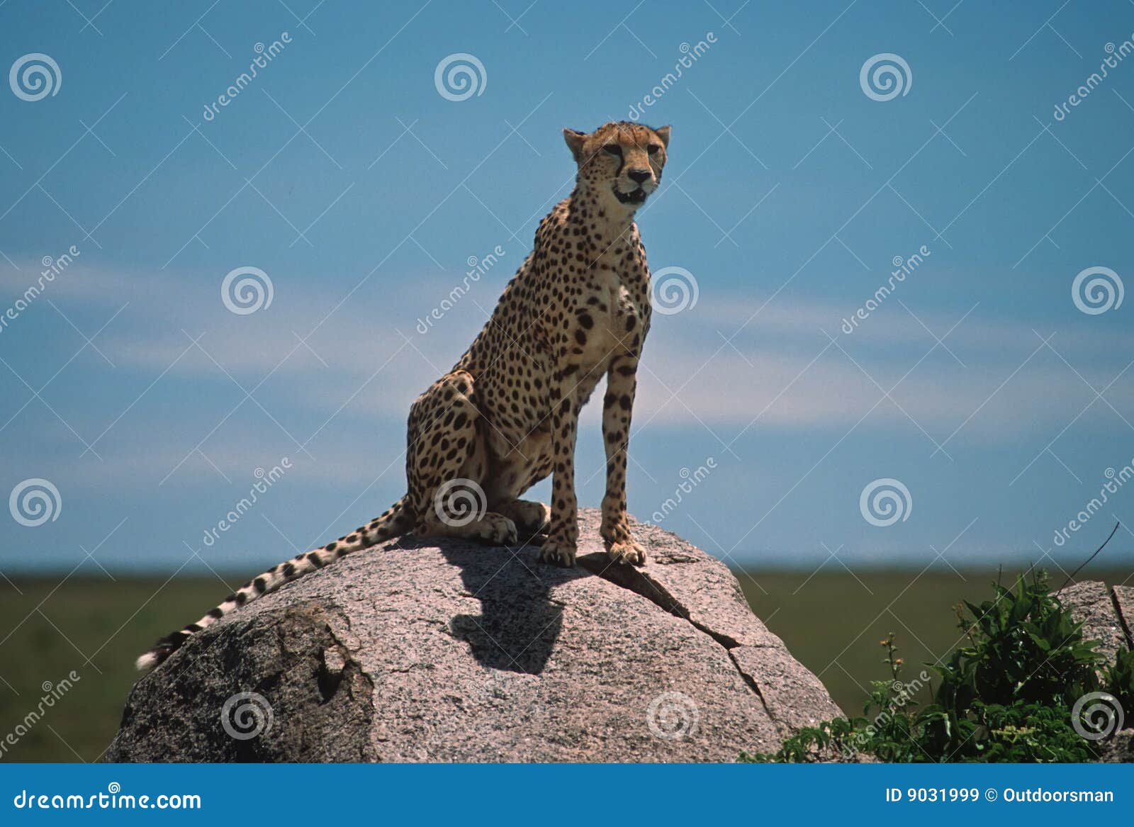 Afrika-Gepard stockbild. Bild von wildnis, blick, tier - 9031999