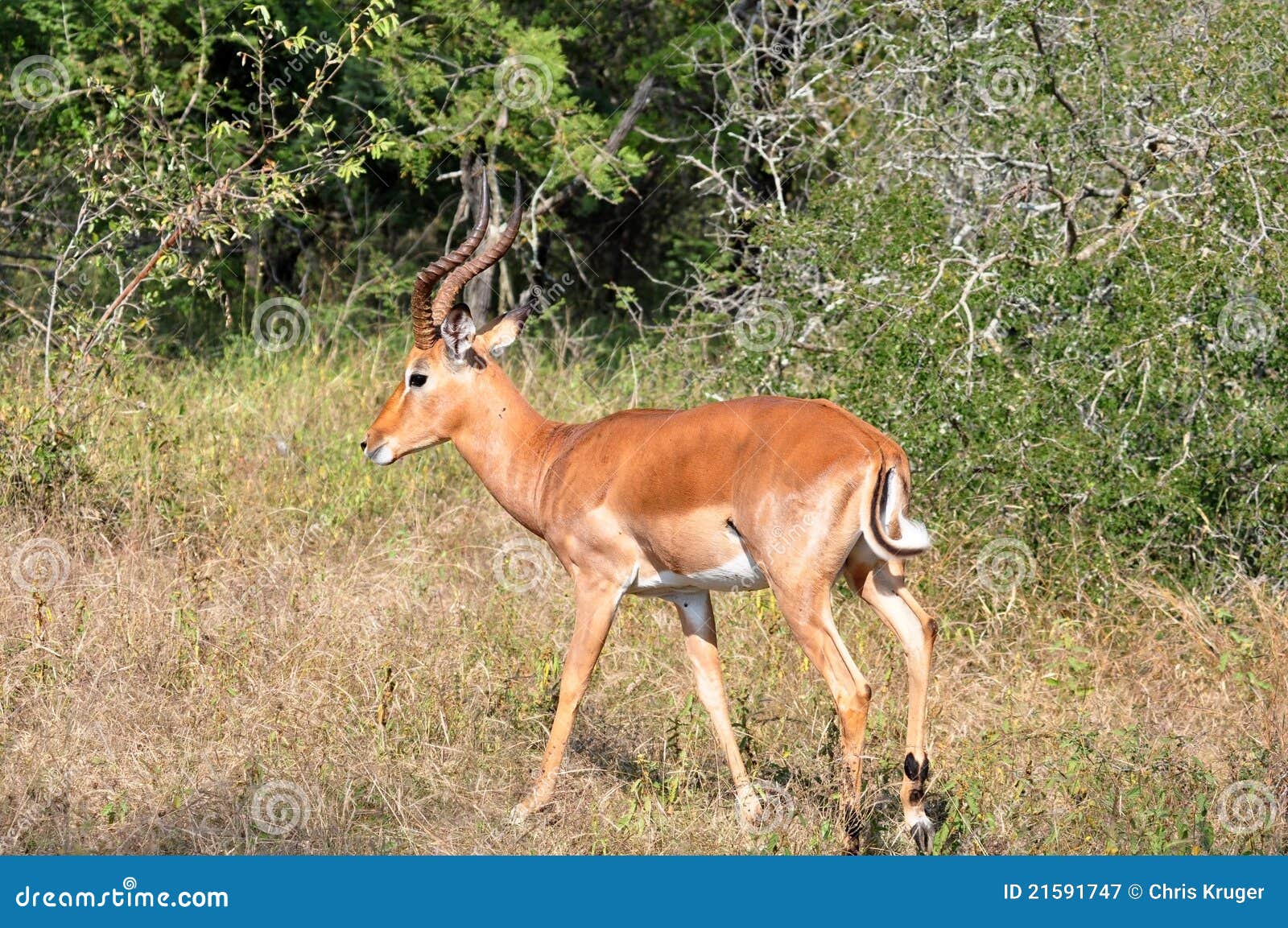 Afrika-wild Lebende Tiere: Impala Stockbild - Bild von essen, reise ...