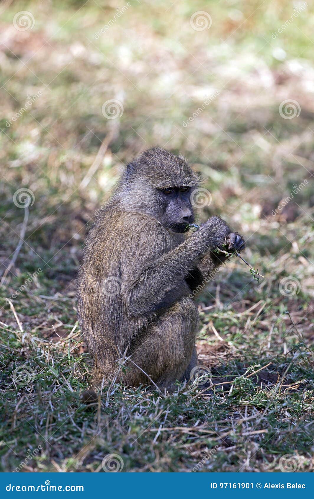 Afrikaanse Baviaan stock afbeelding. Image of gezicht - 97161901