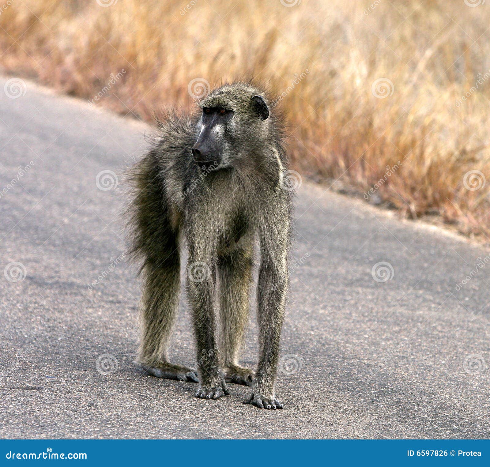 Afrikaanse Baviaan Op De Weg Stock Foto - Image of bescherming, dier ...