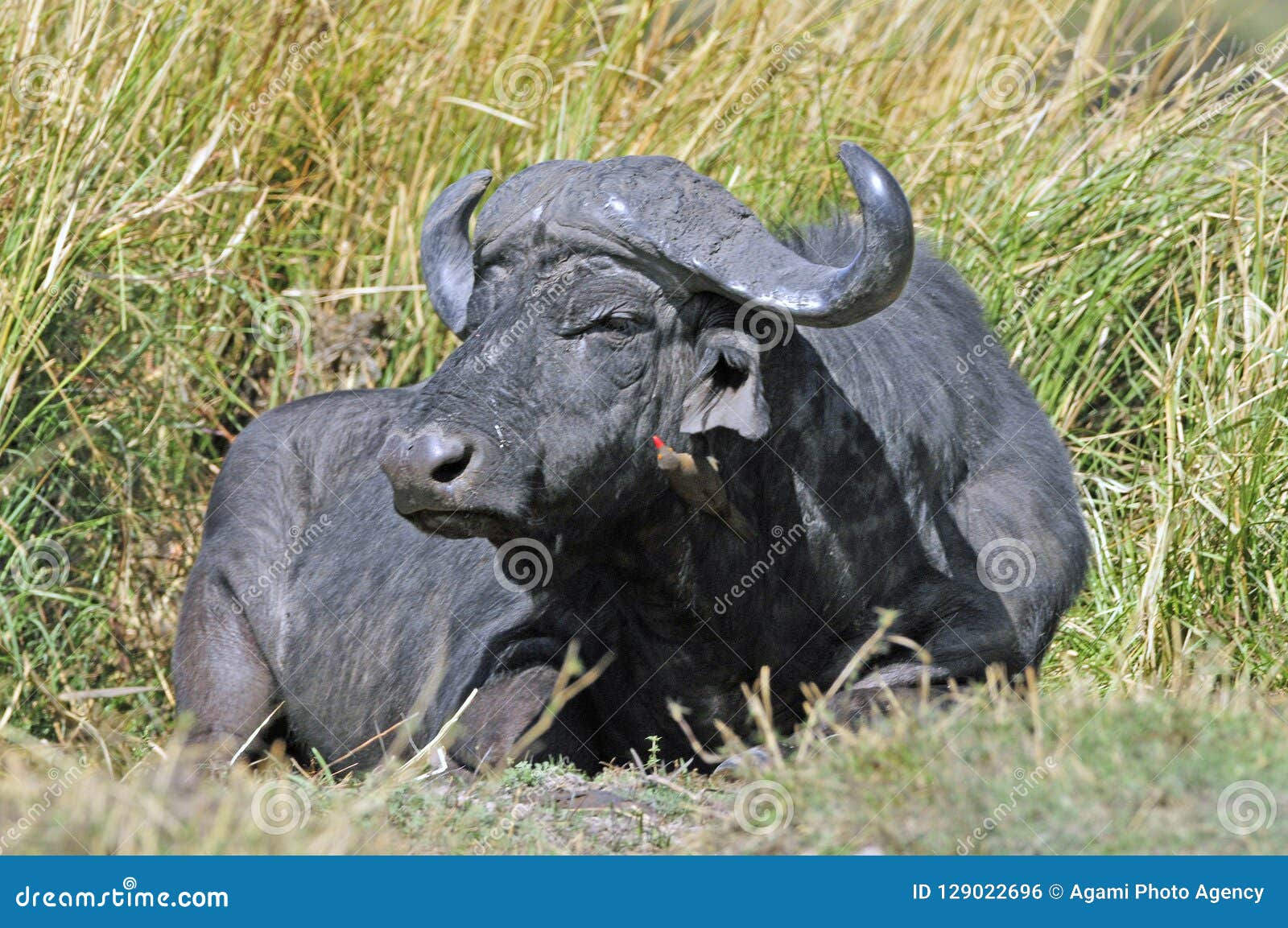 Afrikaanse Buffel, Cape Buffalo, Syncerus Caffer Stock Photo - Image of ...