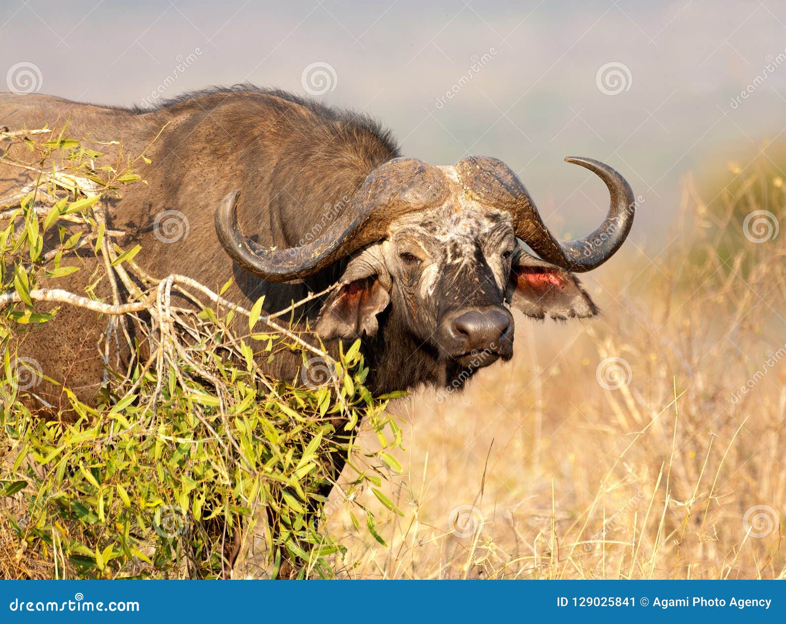 Afrikaanse Buffel, Cape Buffalo, Syncerus Caffer Stock Image - Image of ...