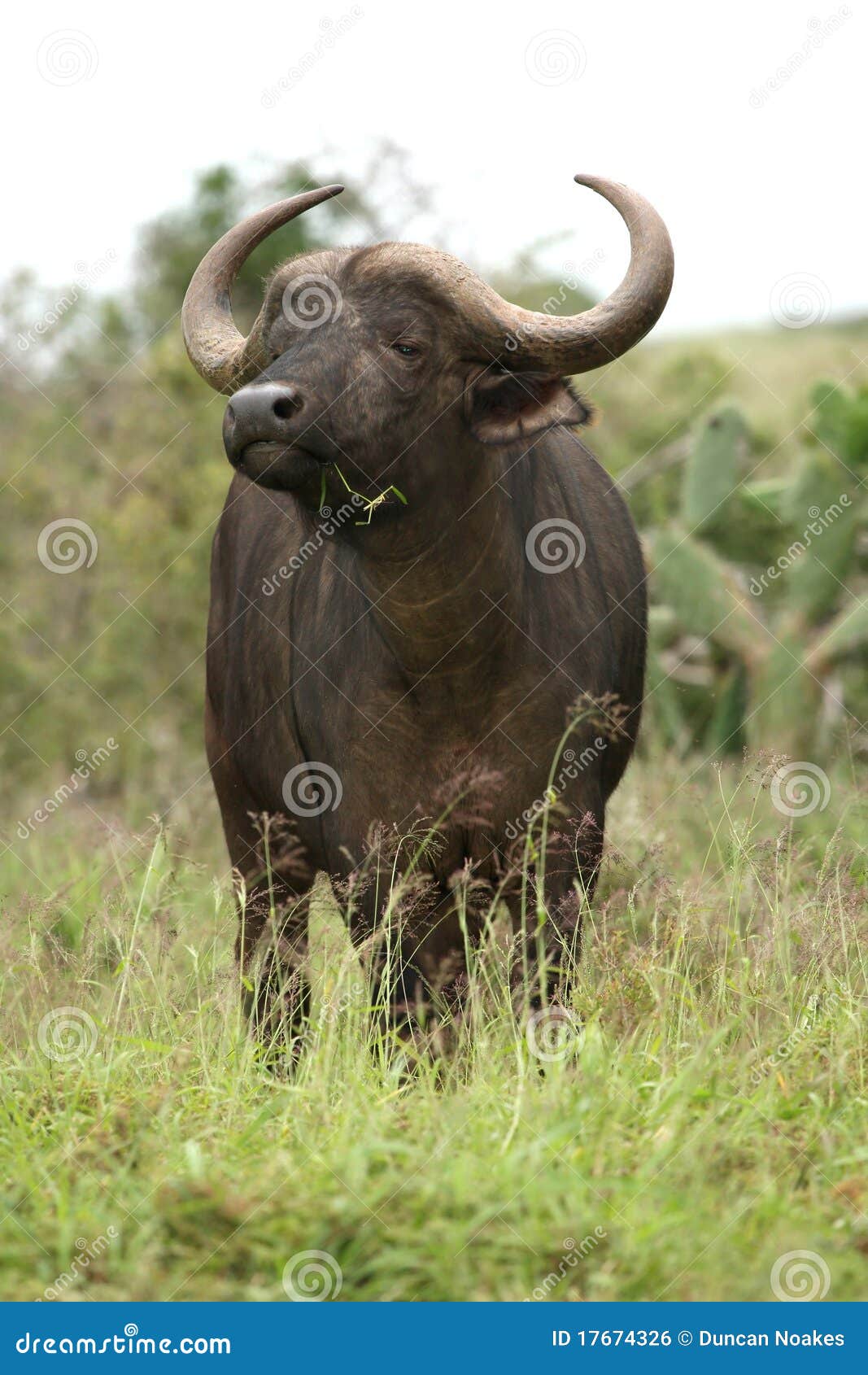 Afrikaanse Buffels stock foto. Image of struik, scoren - 17674326
