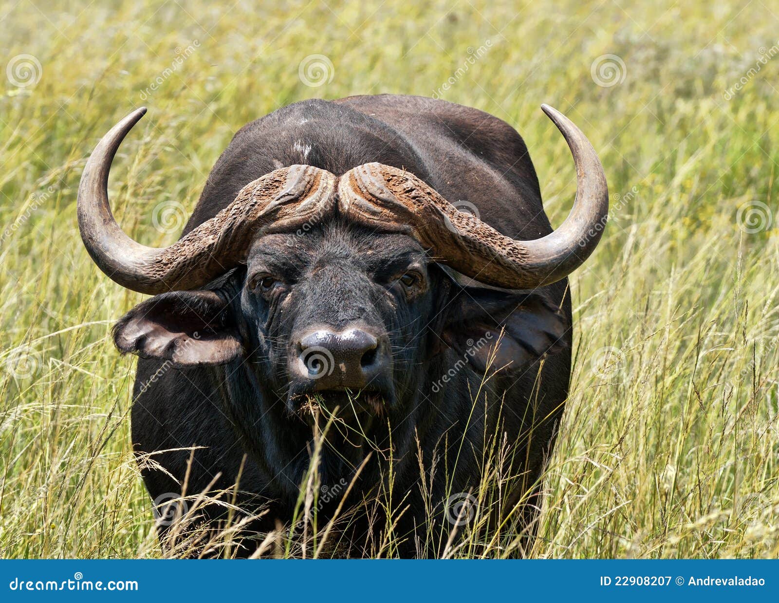 Afrikaanse Buffels stock afbeelding. Image of zuiden - 22908207