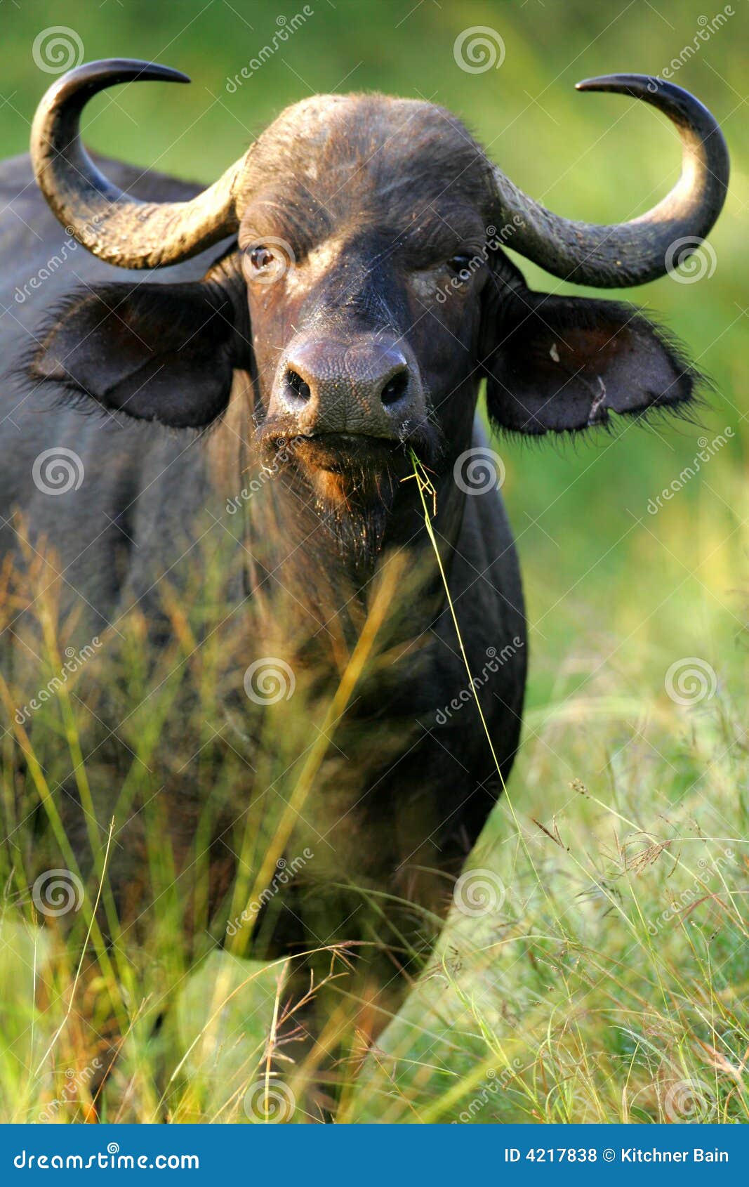 Afrikaanse Buffels stock foto. Image of kudde, tanzania - 4217838