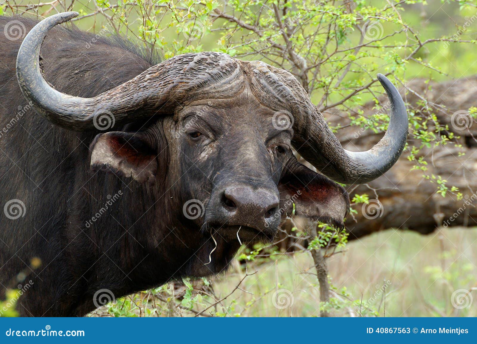 Afrikaanse Buffels of Kaapbuffels (Syncerus Caffer) Stock Afbeelding ...
