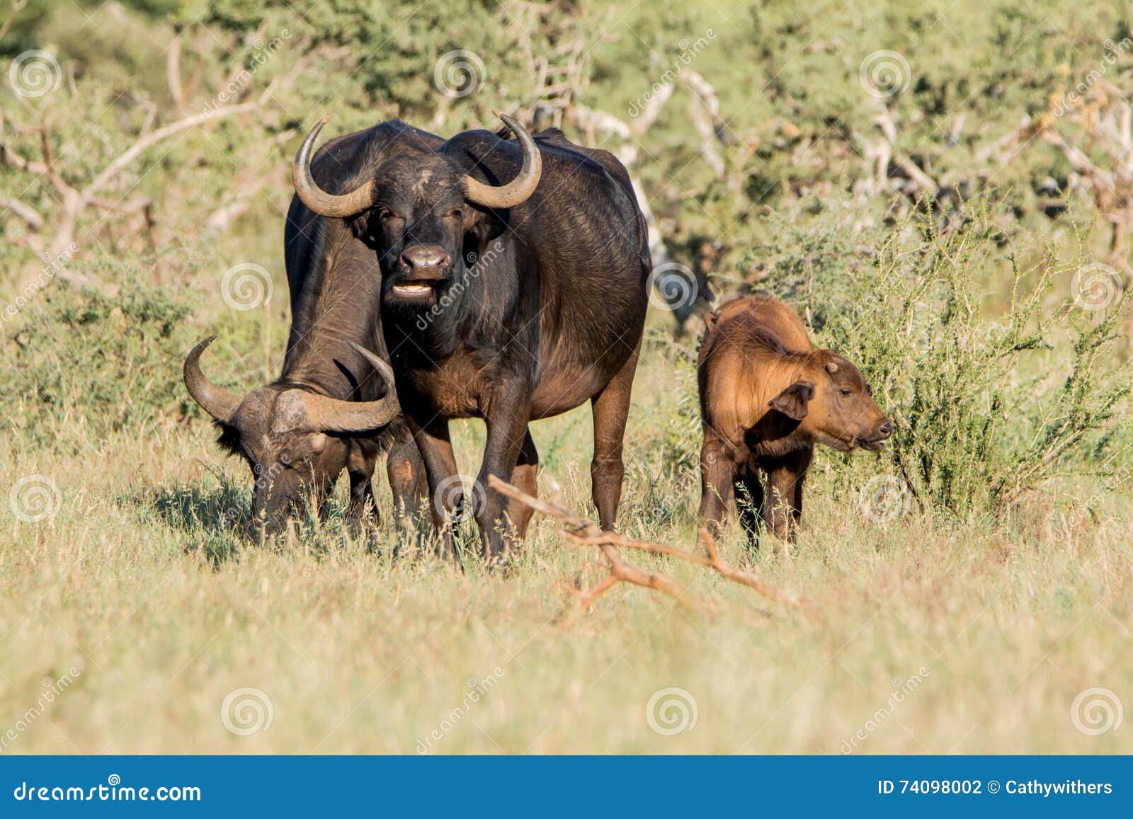 Afrikaanse Buffels Met Kalf Stock Foto - Image of gras, groot: 74098002