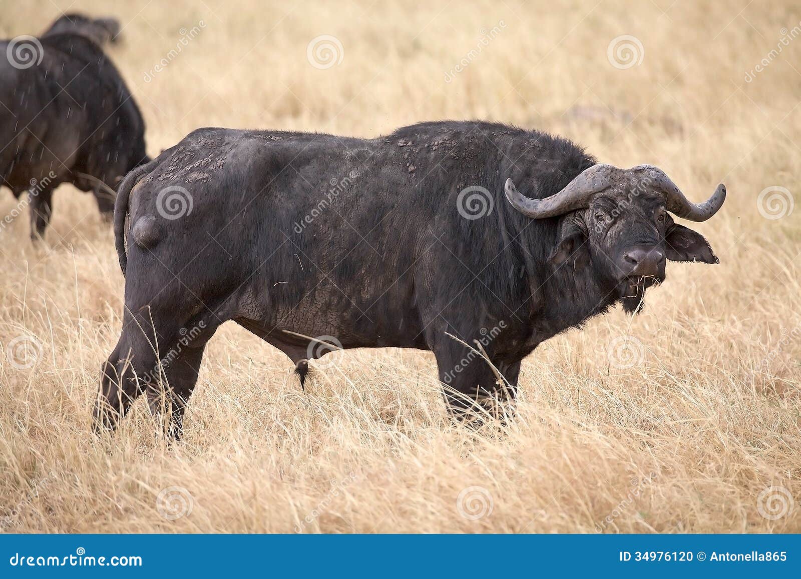 Afrikaanse Buffels (Syncerus Caffer) Stock Foto - Image of afrika ...