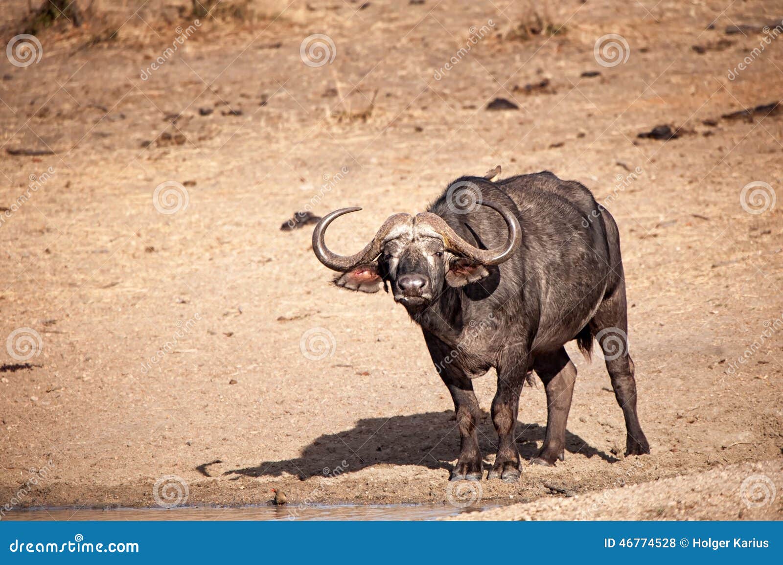 Afrikaanse Buffels (Syncerus Caffer) Stock Foto - Image of afrika, dier ...
