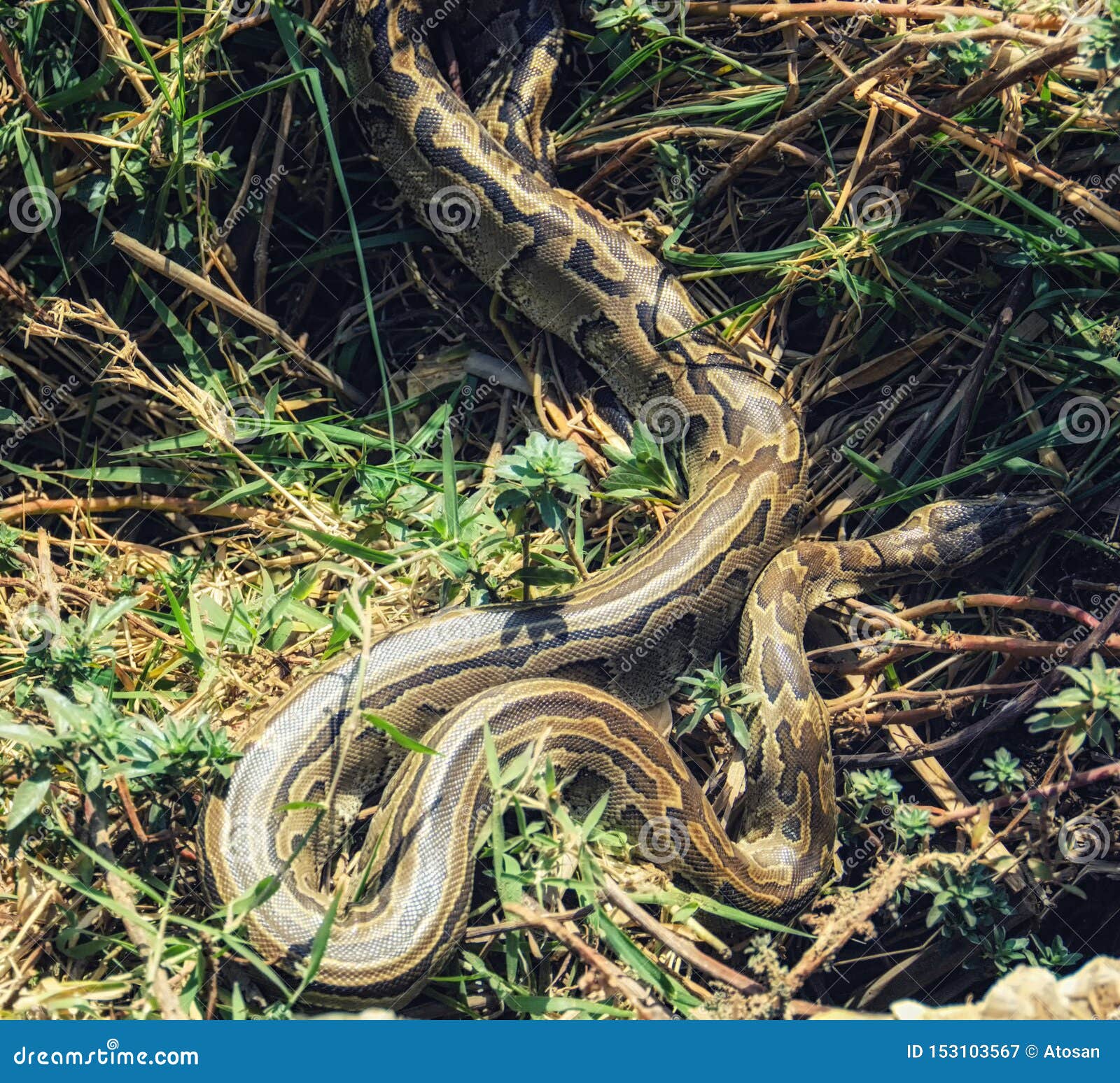 Afrikaanse De Pythonsebae Van De Rotspython Stock Afbeelding - Image of ...