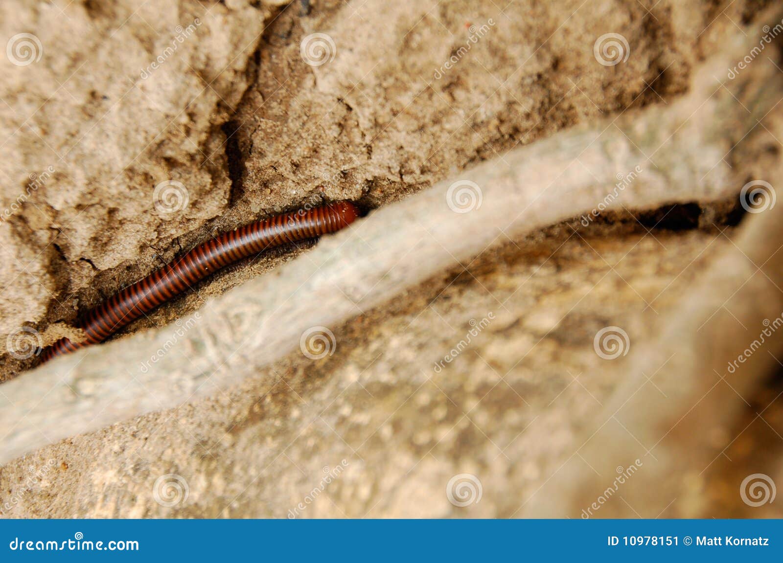 Afrikaanse Duizendpoot stock afbeelding. Image of mier - 10978151