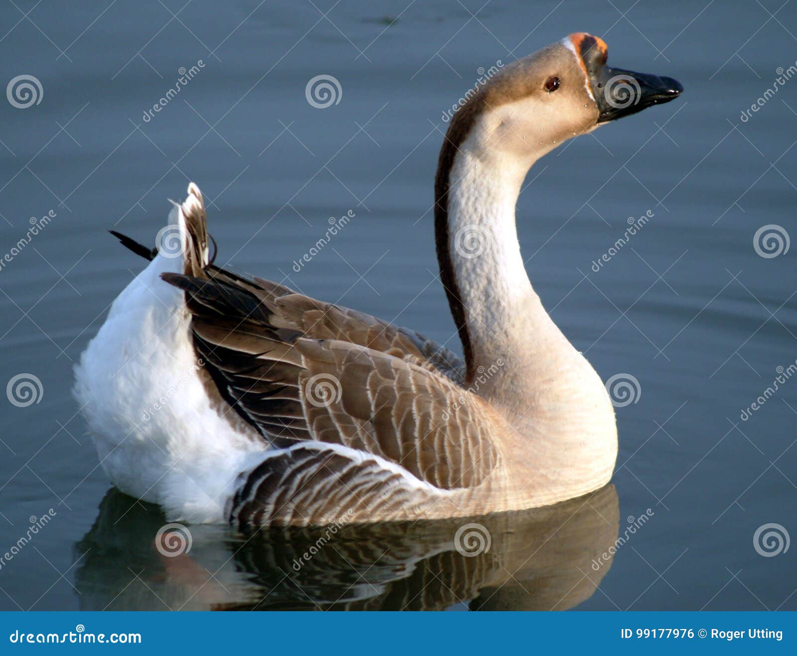 Afrikaanse Gans stock foto. Image of dier, rust, afrikaans - 99177976