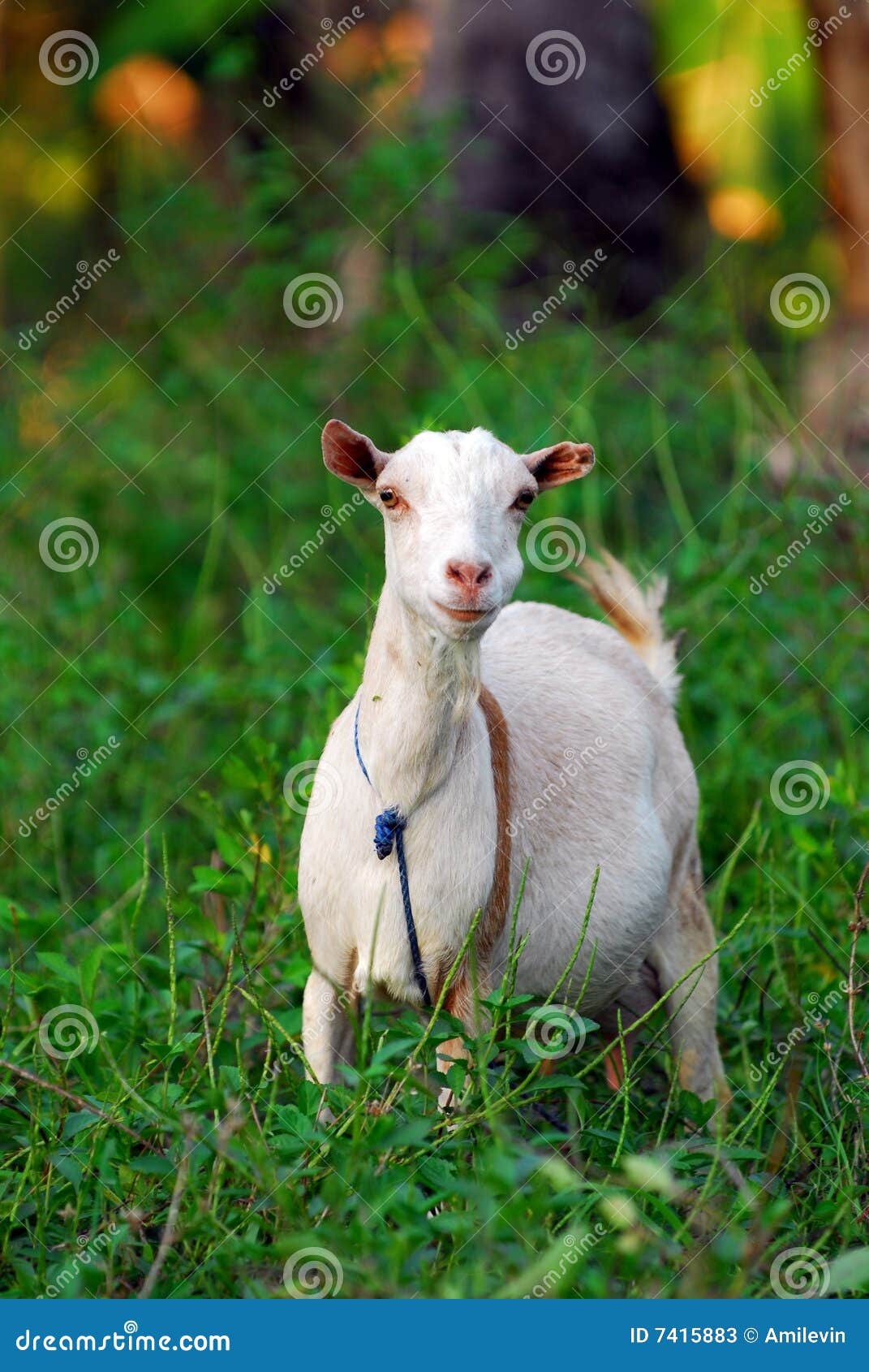 Afrikaanse geit stock afbeelding. Image of baard, bladeren - 7415883