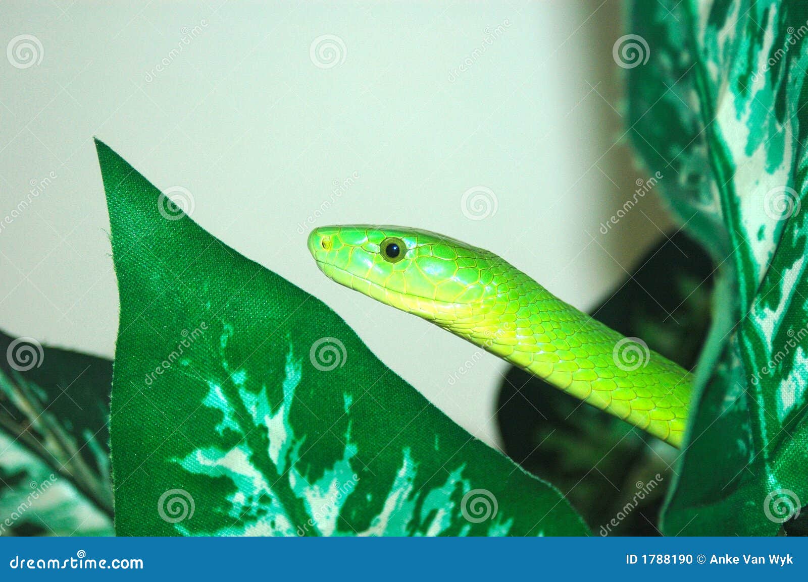 Afrikaanse Groene Slang Mamba Stock Foto - Image of groen, dodelijk ...