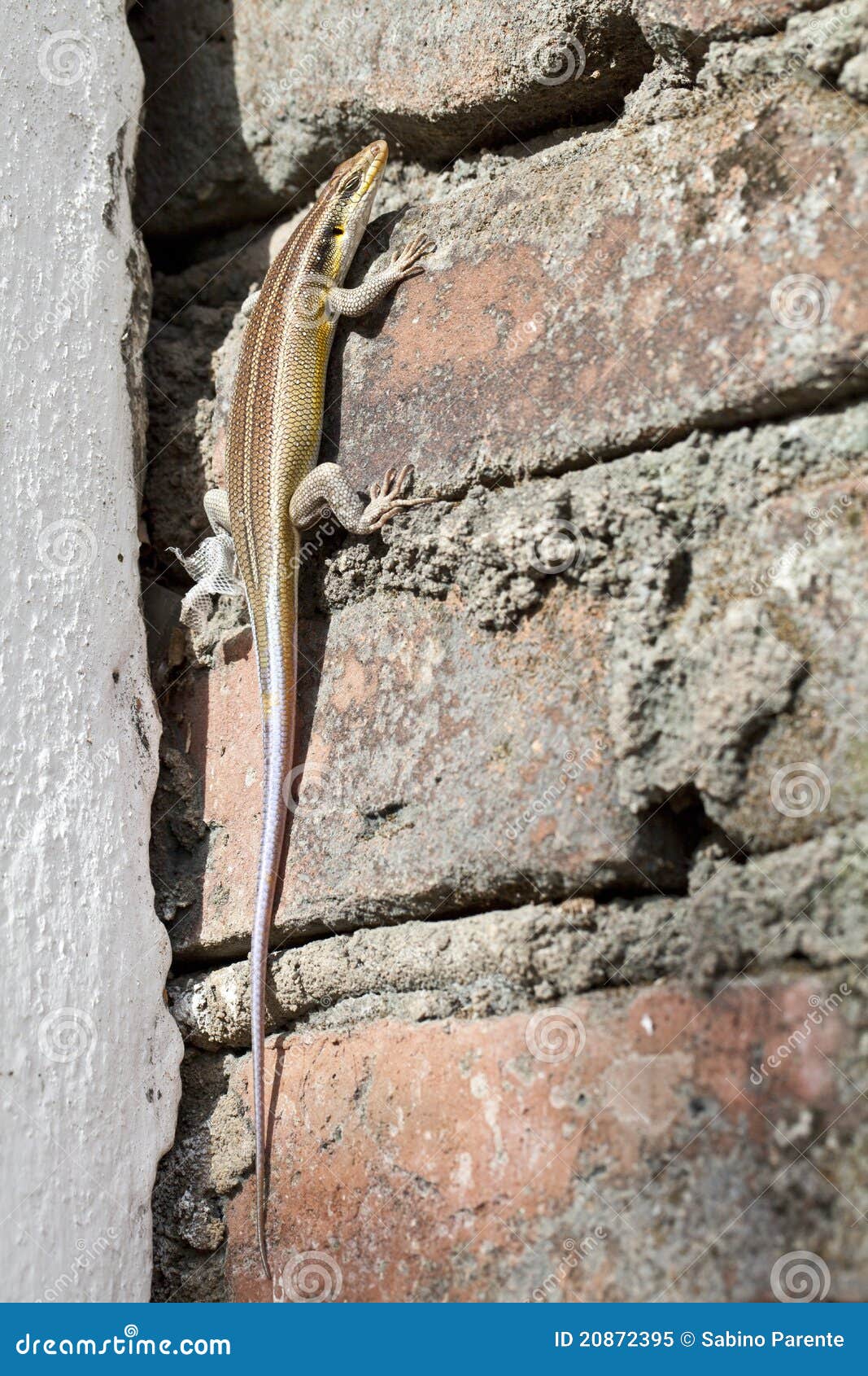 Afrikaanse hagedis stock afbeelding. Image of nave, hagedis - 20872395