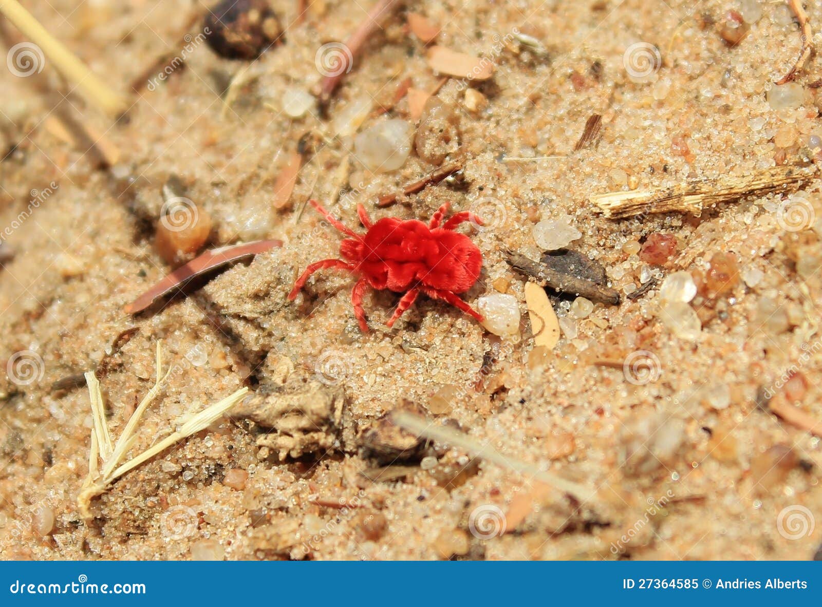 Afrikaanse Insecten Van Kleur - De Rode Tik Van Het Fluweel Stock ...