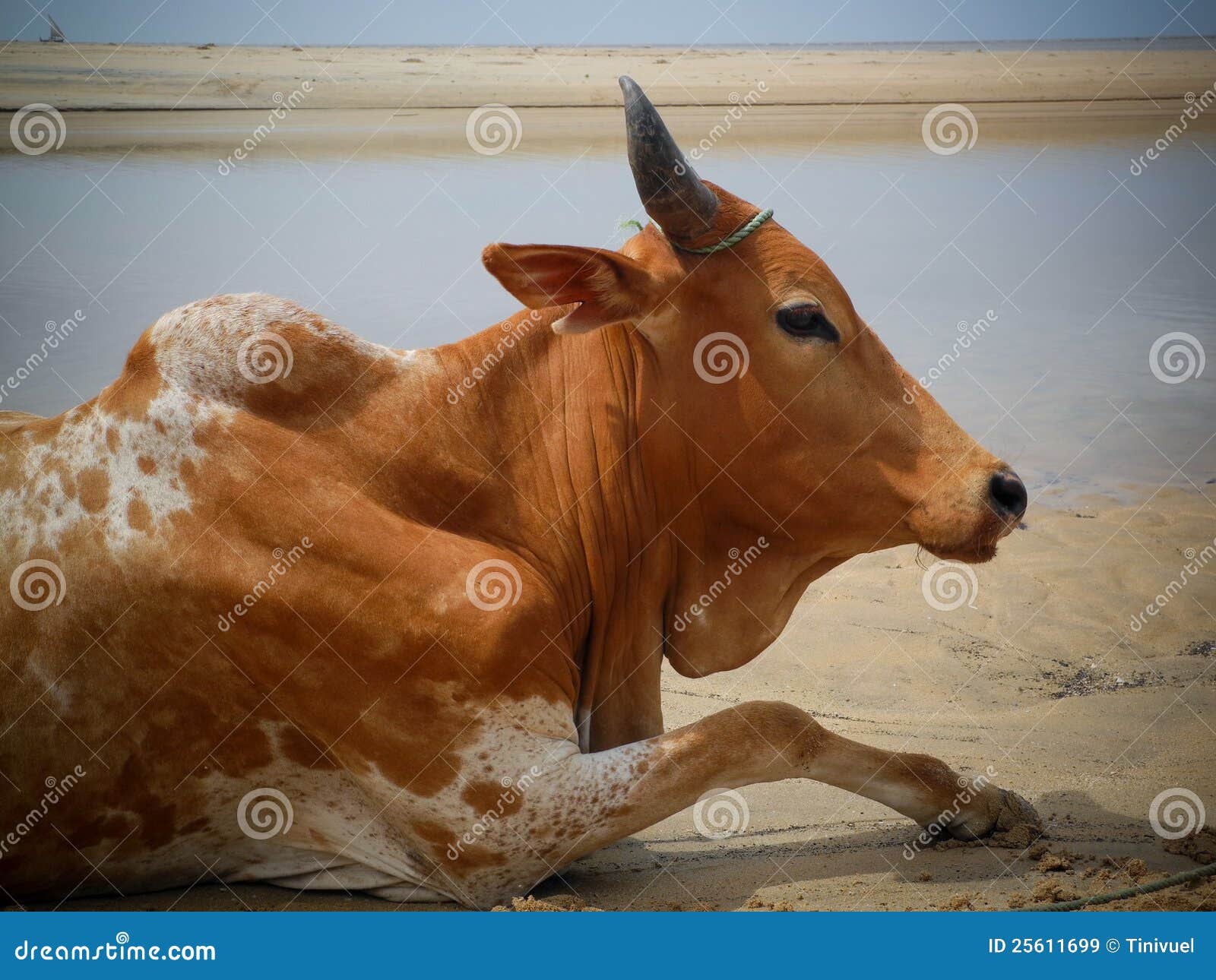 Afrikaanse Koe stock afbeelding. Image of zoogdier, melk - 25611699