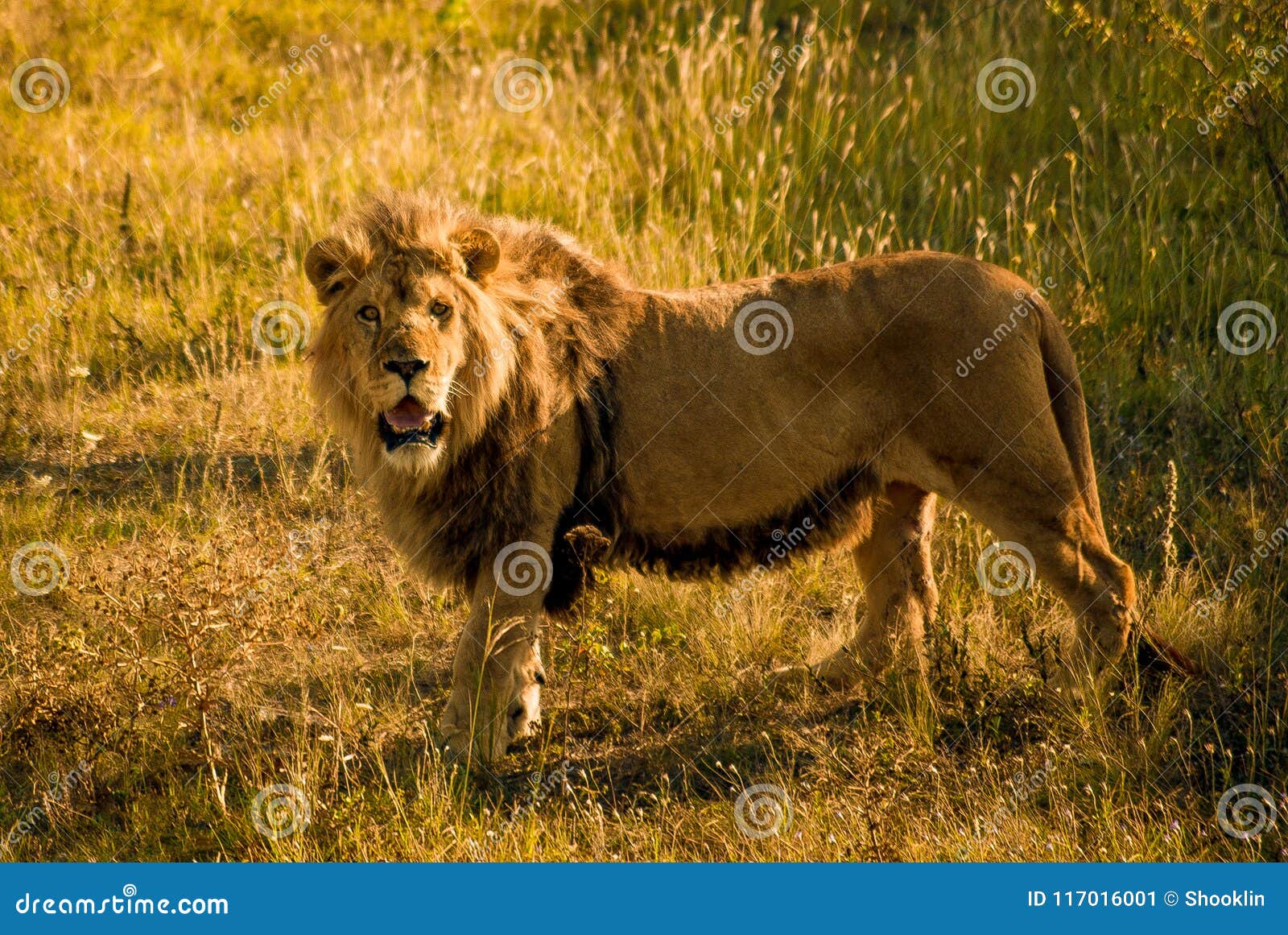Afrikaanse leeuw stock afbeelding. Image of safari, leeuw - 117016001