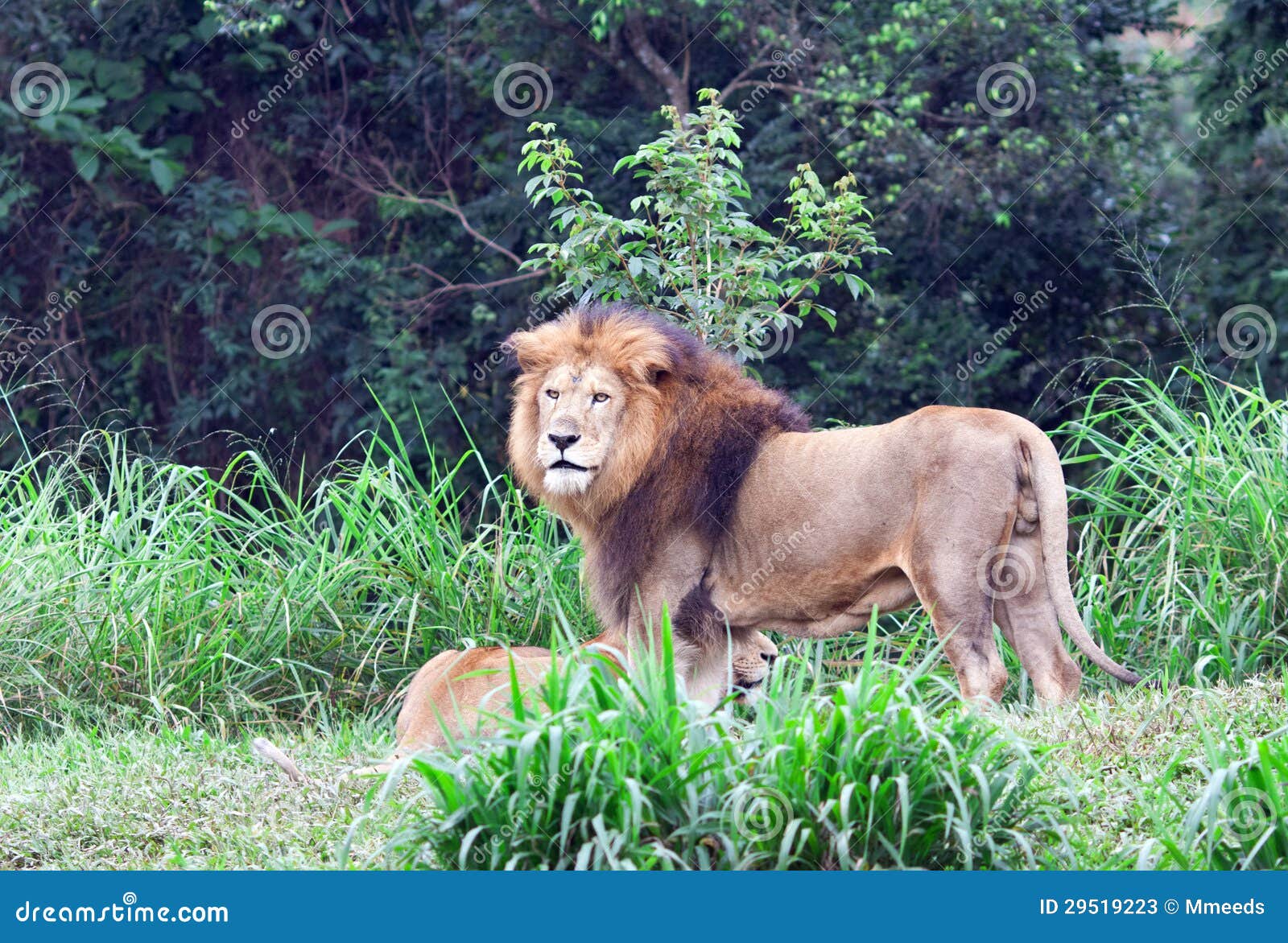 Afrikaanse Leeuw stock afbeelding. Image of groot, safari - 29519223