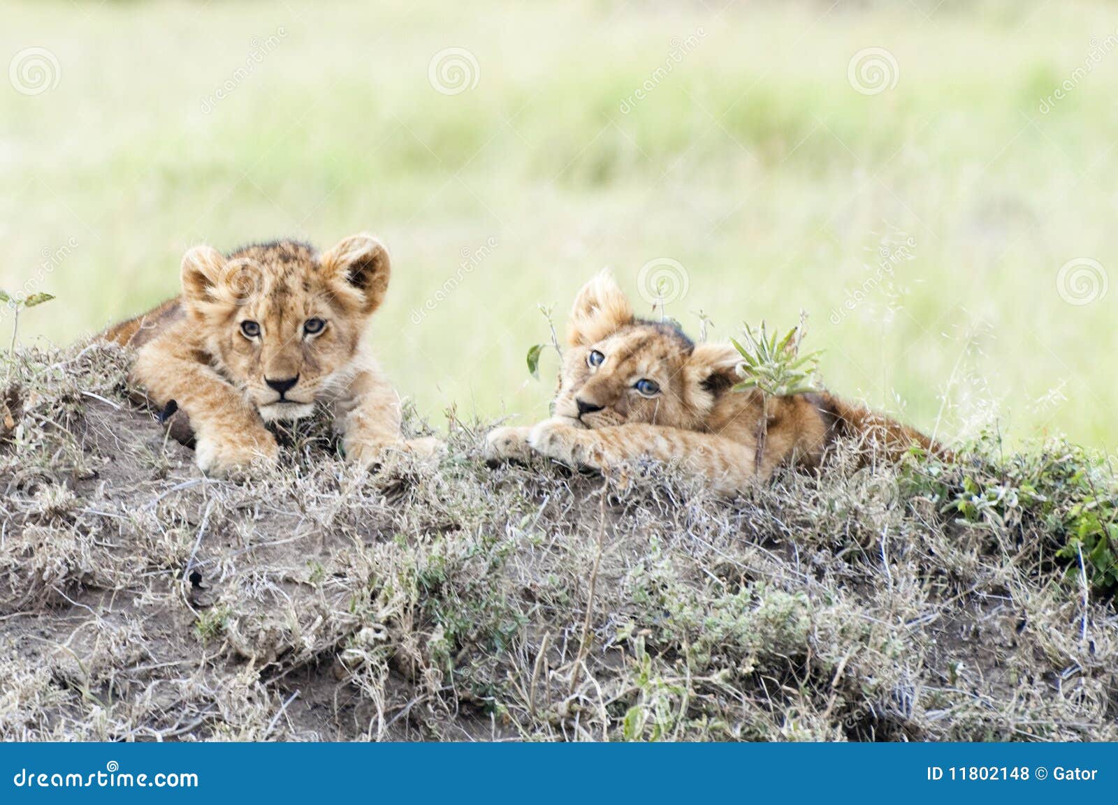 Afrikaanse leeuwwelpen stock foto. Image of nave, reserveren - 11802148