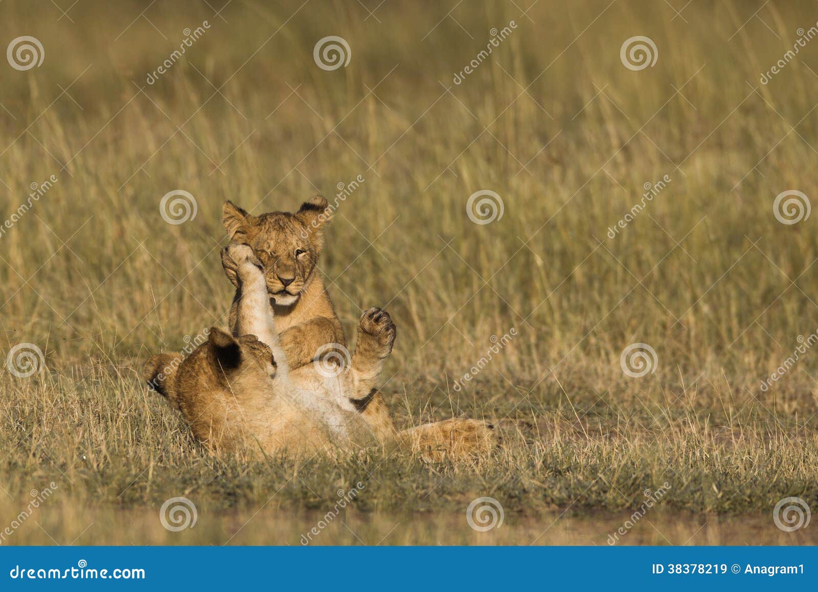 Afrikaanse leeuwwelpen stock afbeelding. Image of jong - 38378219