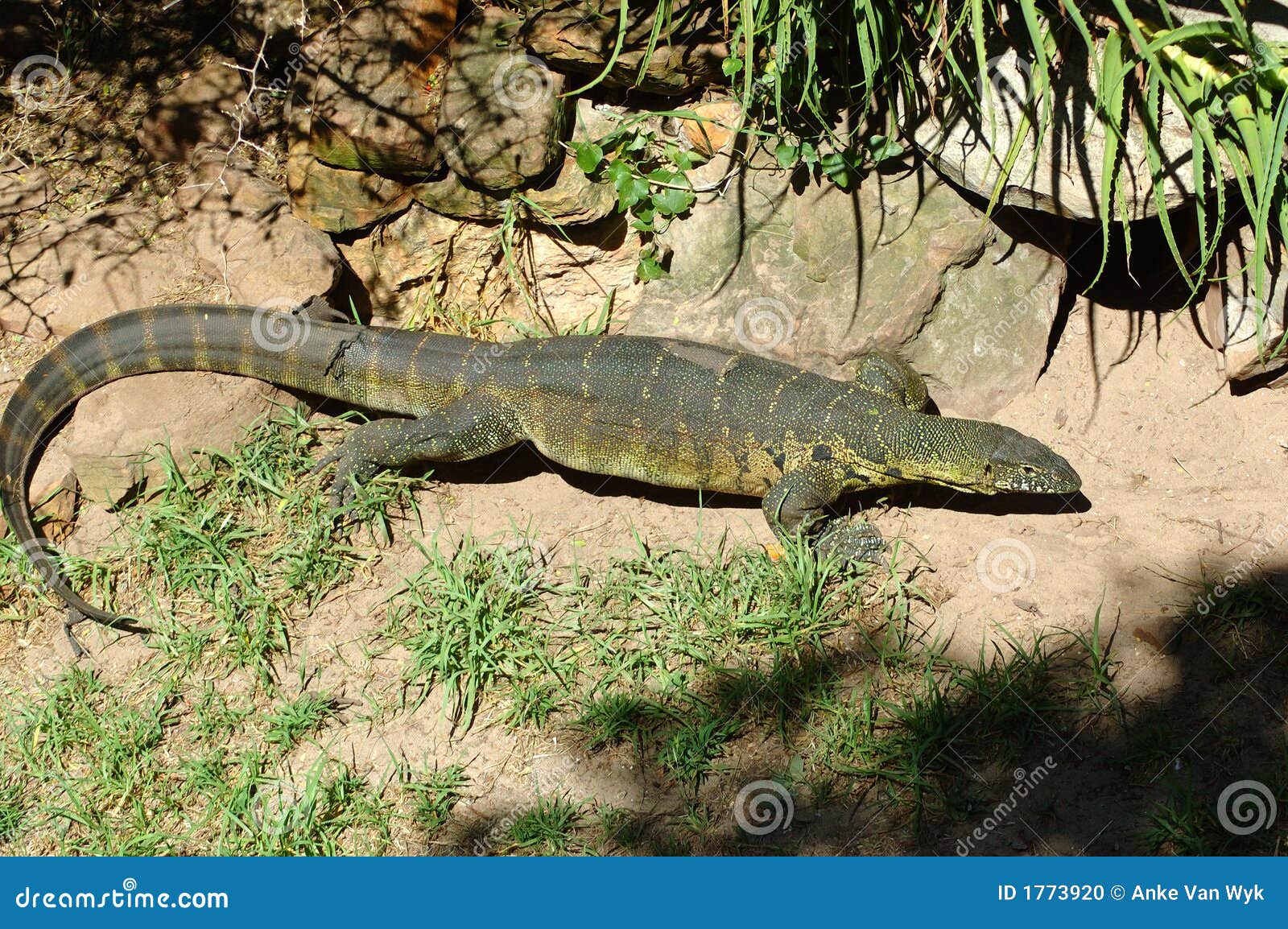 Afrikaanse Leguaan stock foto. Image of rotsen, groot - 1773920
