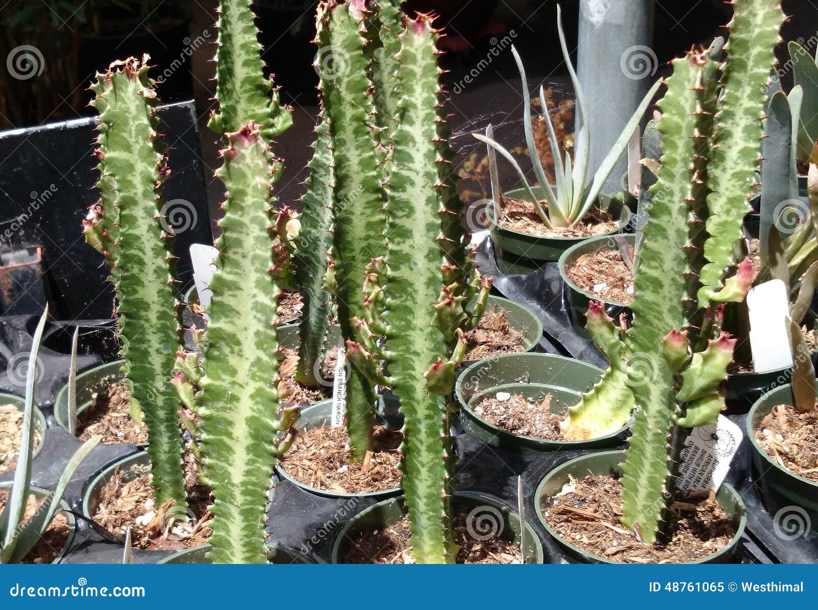 Afrikaanse Melkboom, Wolfsmelktrigona Stock Afbeelding - Image of ...