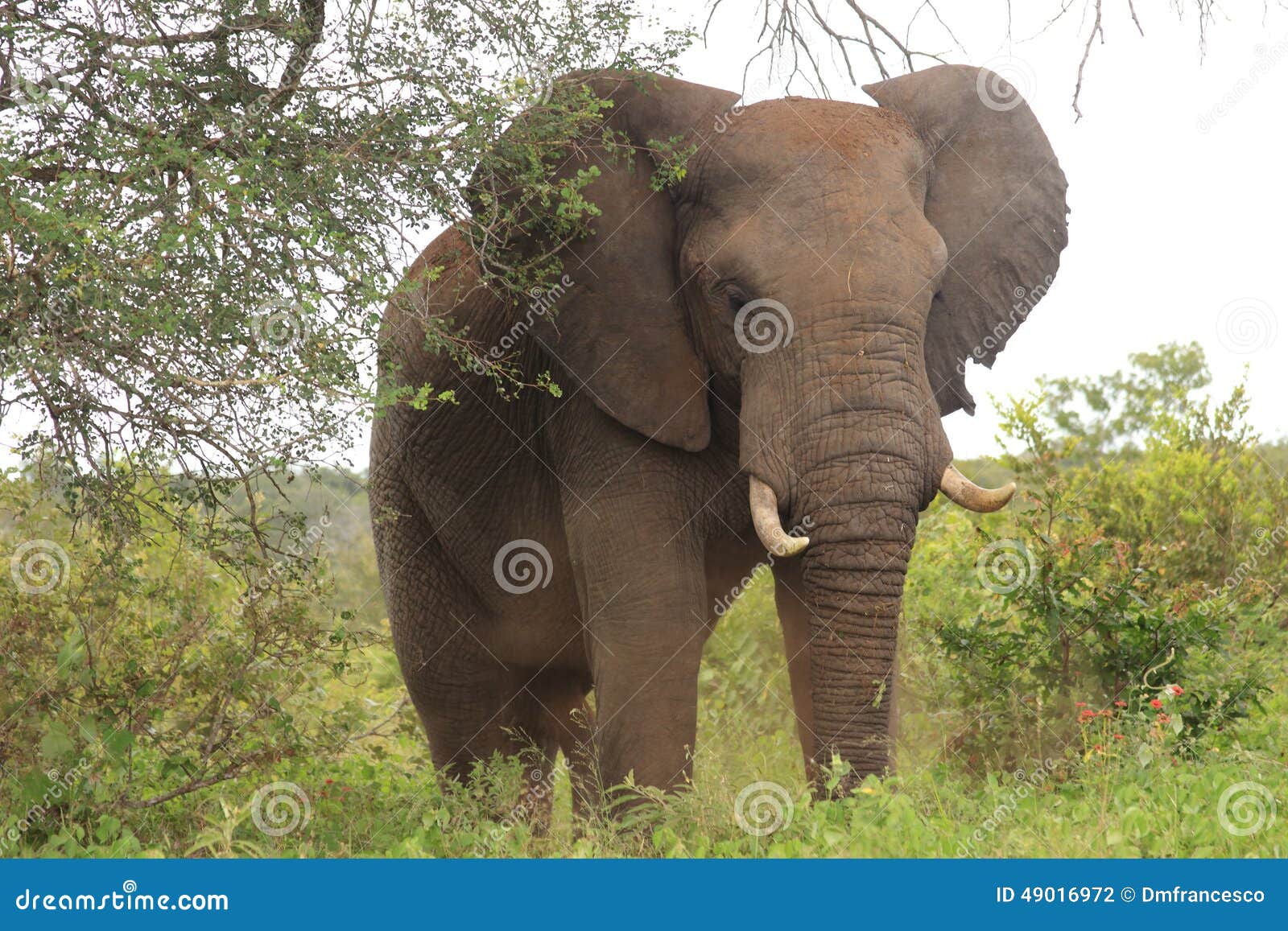 Afrikaanse Olifant stock foto. Image of buiten, afrika - 49016972