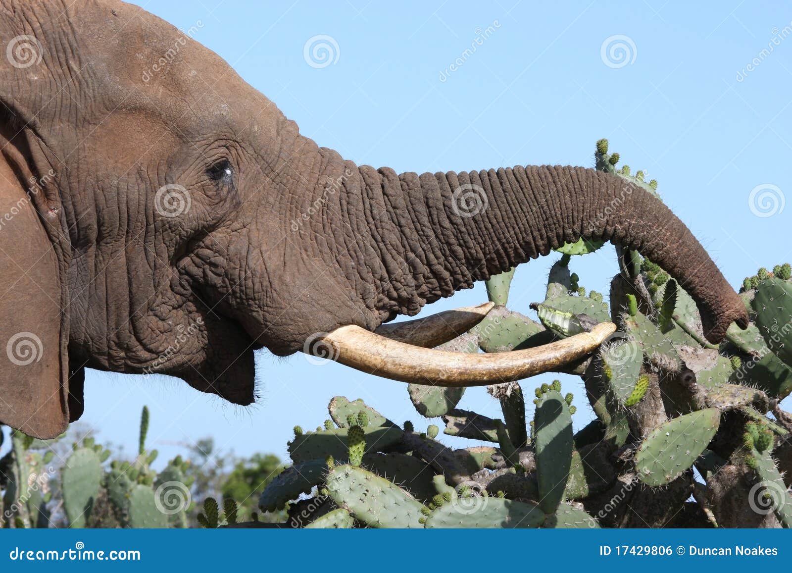 Afrikaanse Olifant Die Cactus Eet Stock Foto - Image of reusachtig ...