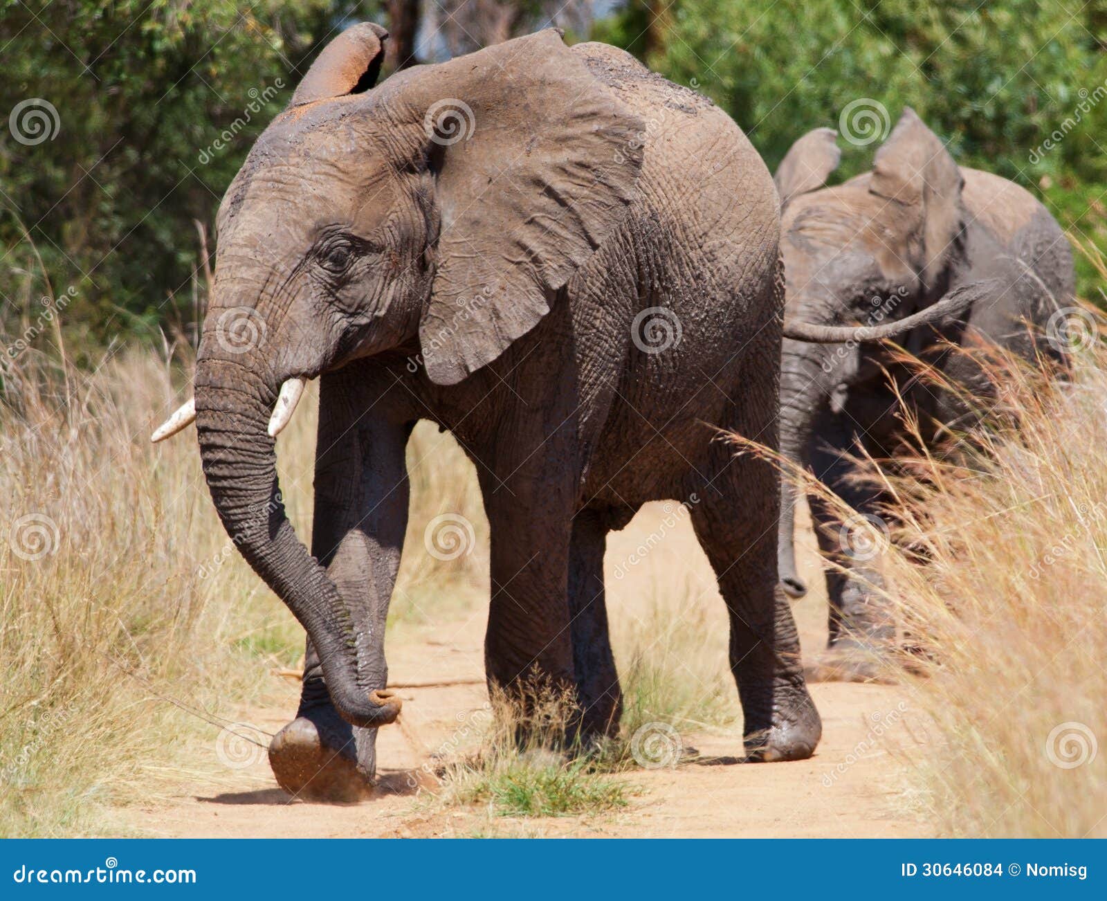 Afrikaanse Olifant Die Voorbij Lopen Stock Foto - Image of olifant ...