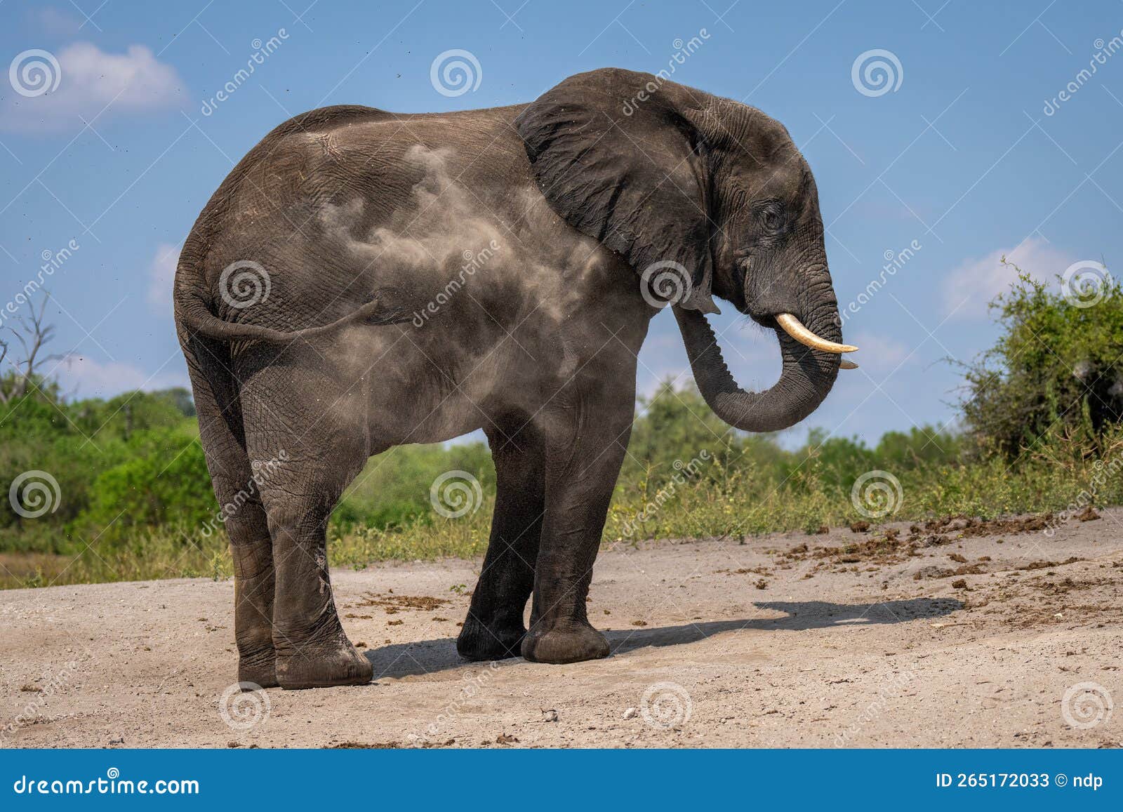 Afrikaanse Olifant Gooit Zand Over Het Lichaam Stock Afbeelding - Image ...