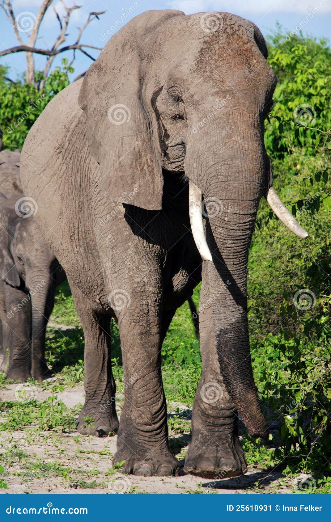 Afrikaanse Olifant in Wilde Savanne (Botswana) Stock Afbeelding - Image ...