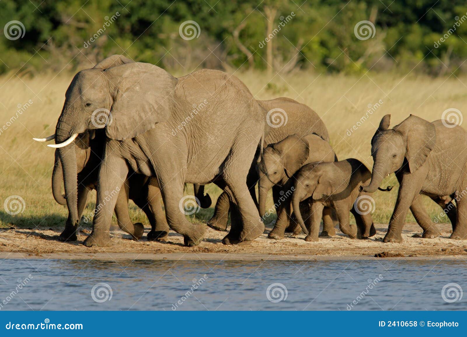 Afrikaanse olifanten stock foto. Image of leefgebied, afrika - 2410658