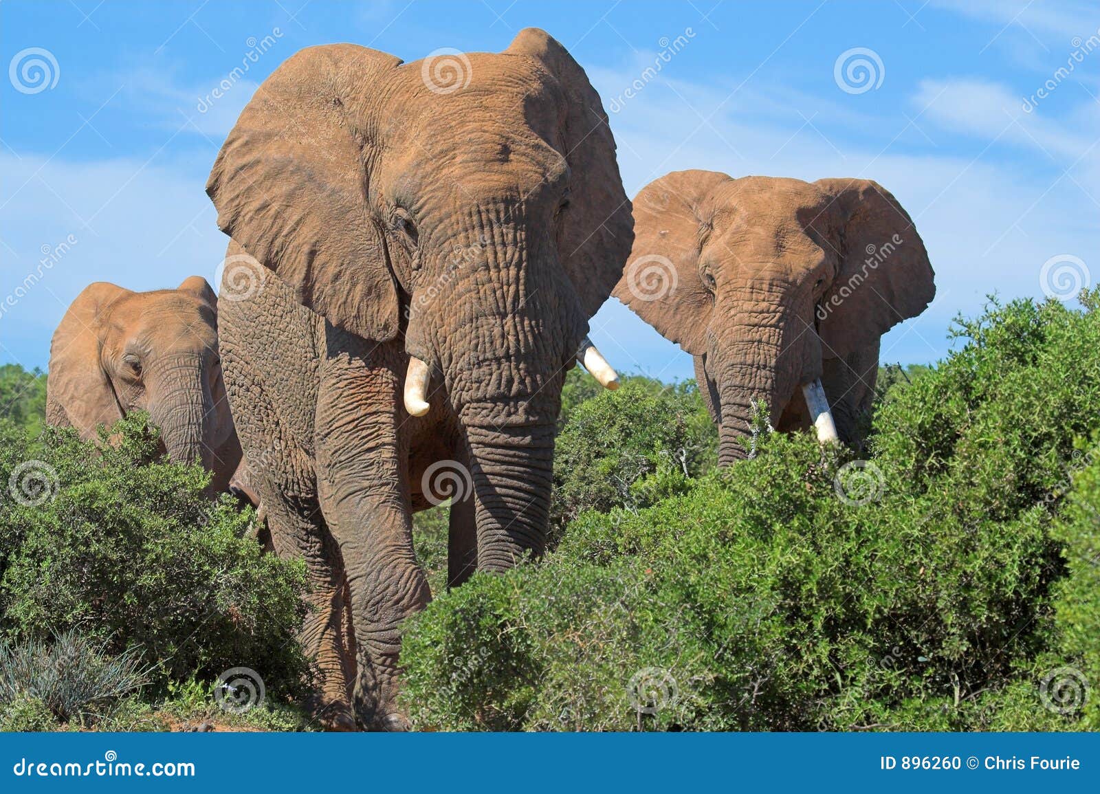 Afrikaanse Olifanten stock foto. Image of reus, oren, afrika - 896260