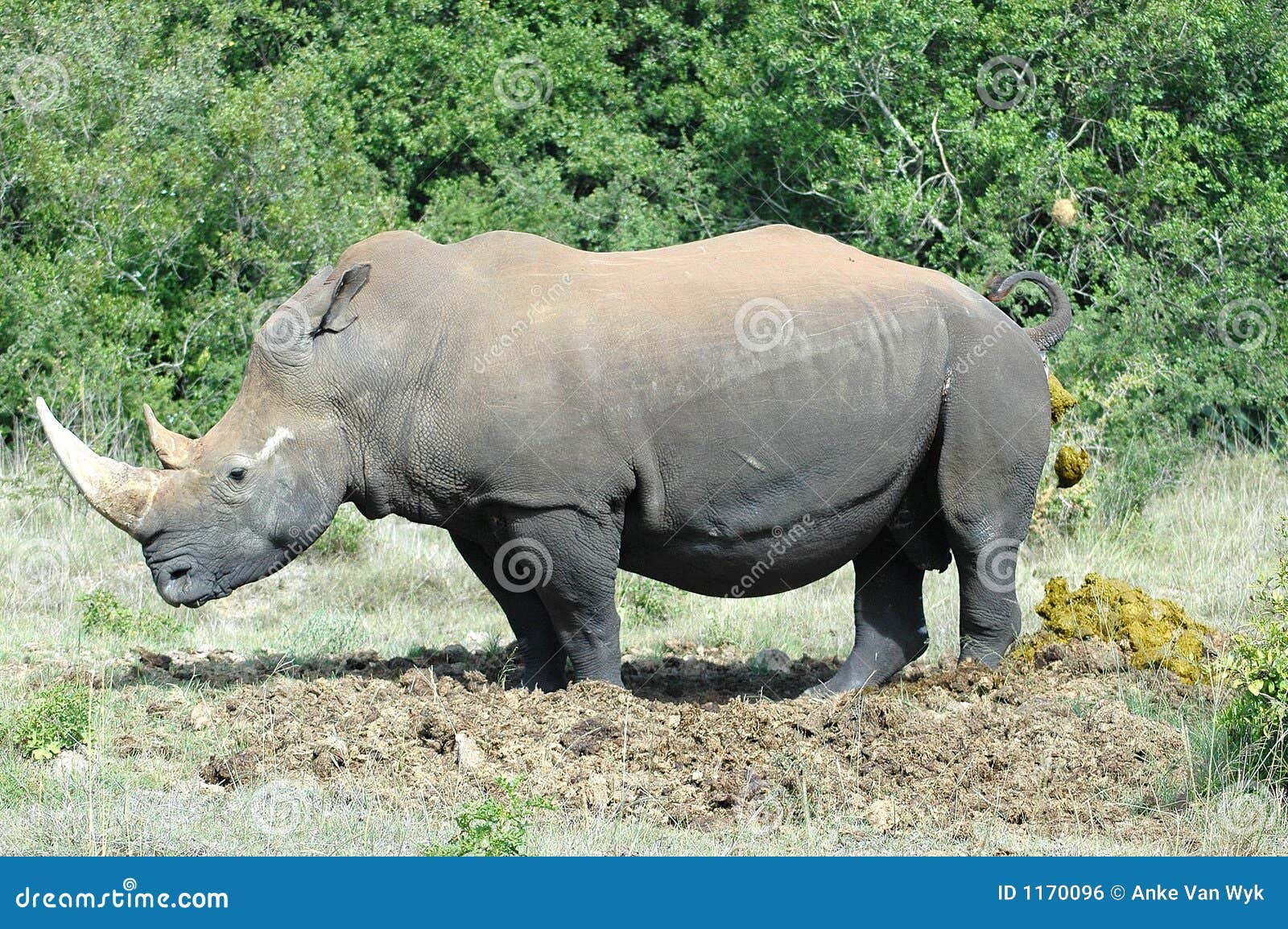 Afrikaanse Rinoceros stock foto. Image of één, kant, achtergrond - 1170096
