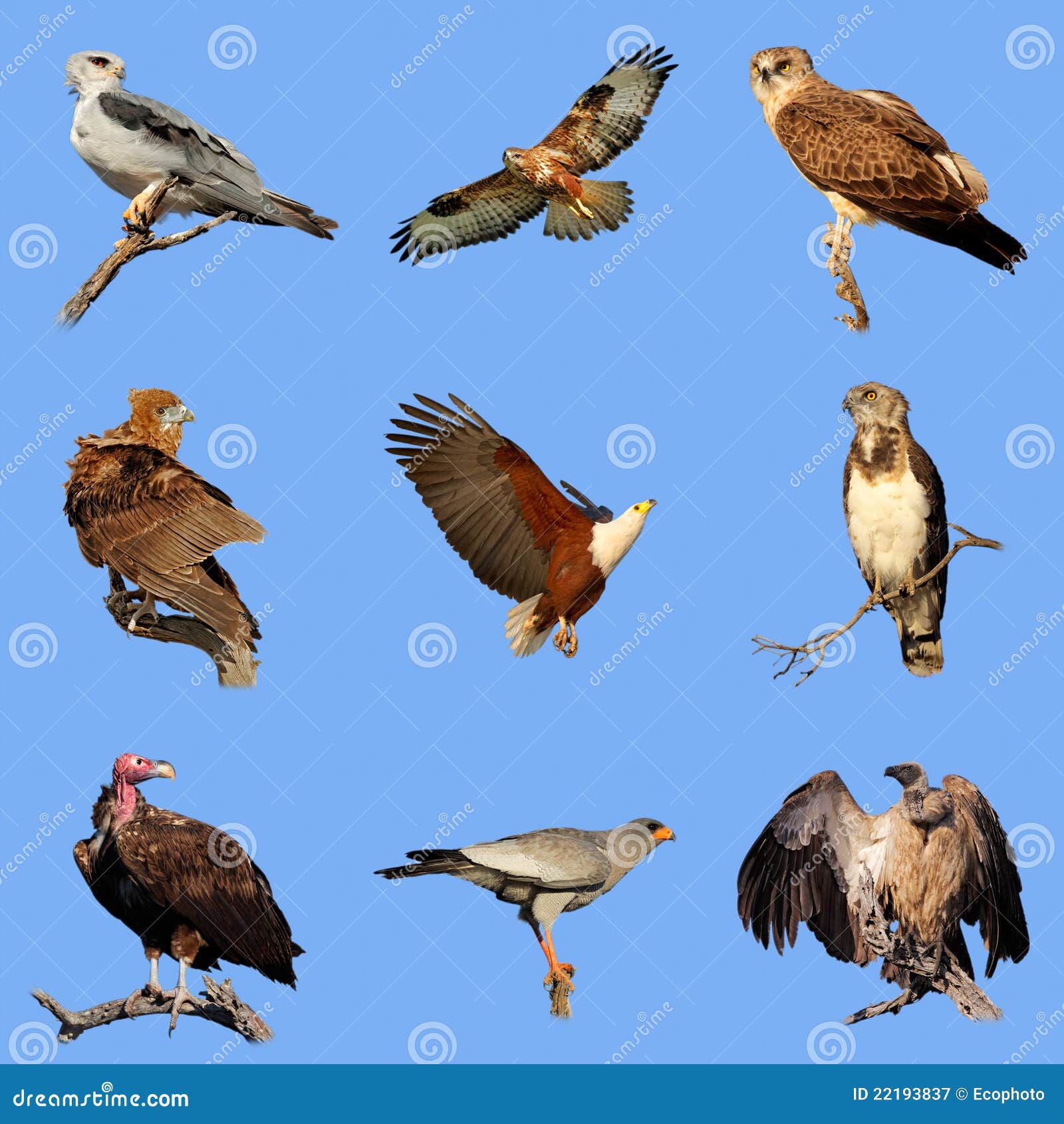 Afrikaanse Roofvogels Inzameling Stock Afbeelding - Image of hemel, klauwen: 22193837