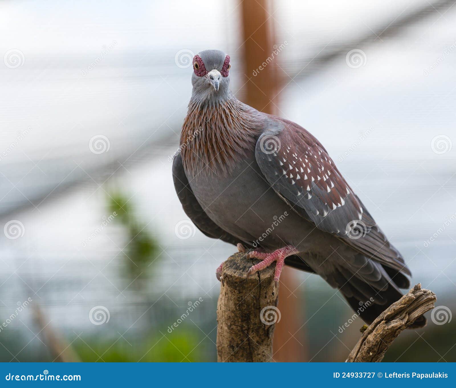 Afrikaanse Rotsduif (Columba Guinea) Stock Afbeelding - Image of sluit ...