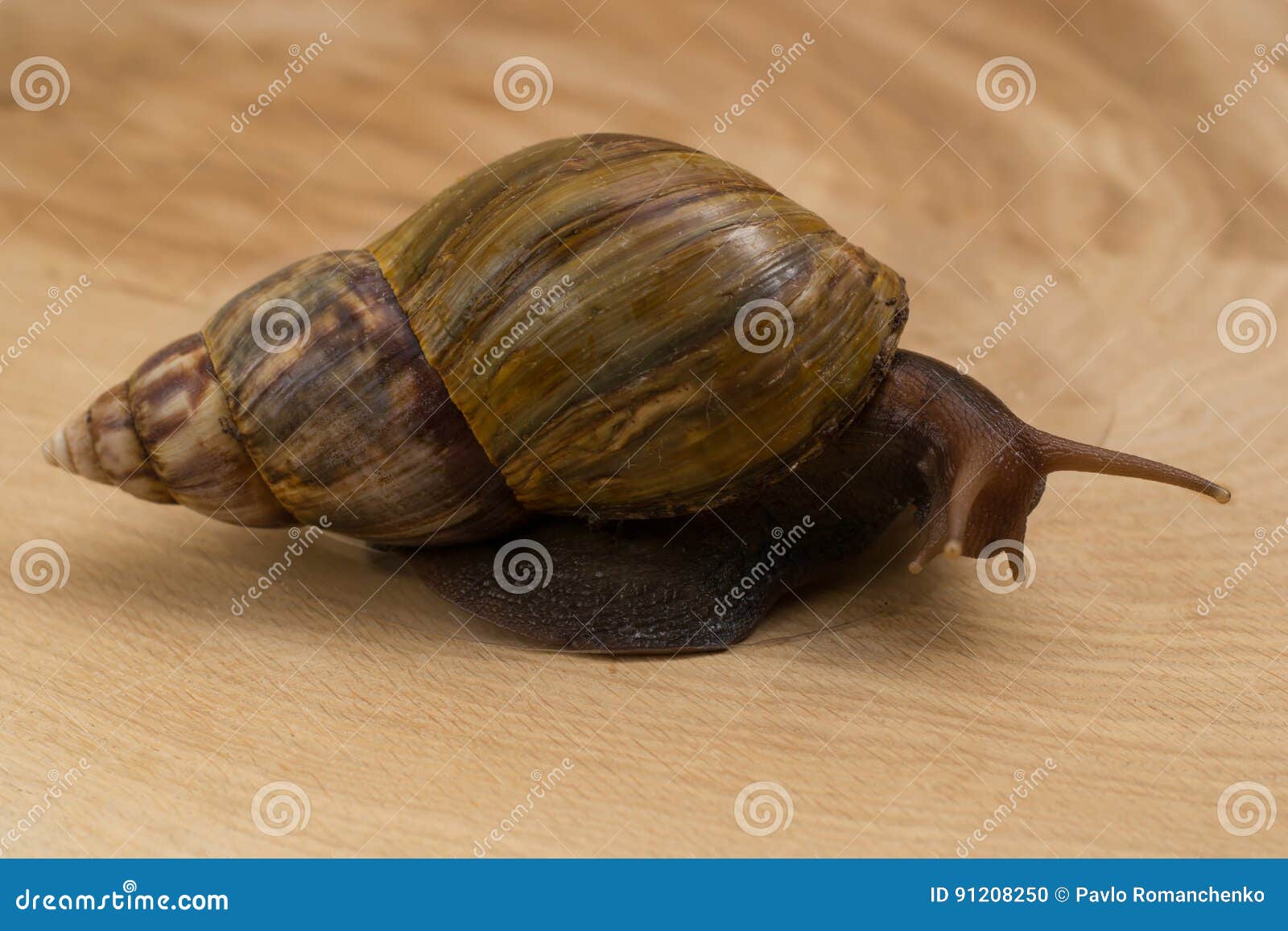 Afrikaanse Slak Achatina Thuis Stock Foto - Image of ongedierte, zacht ...